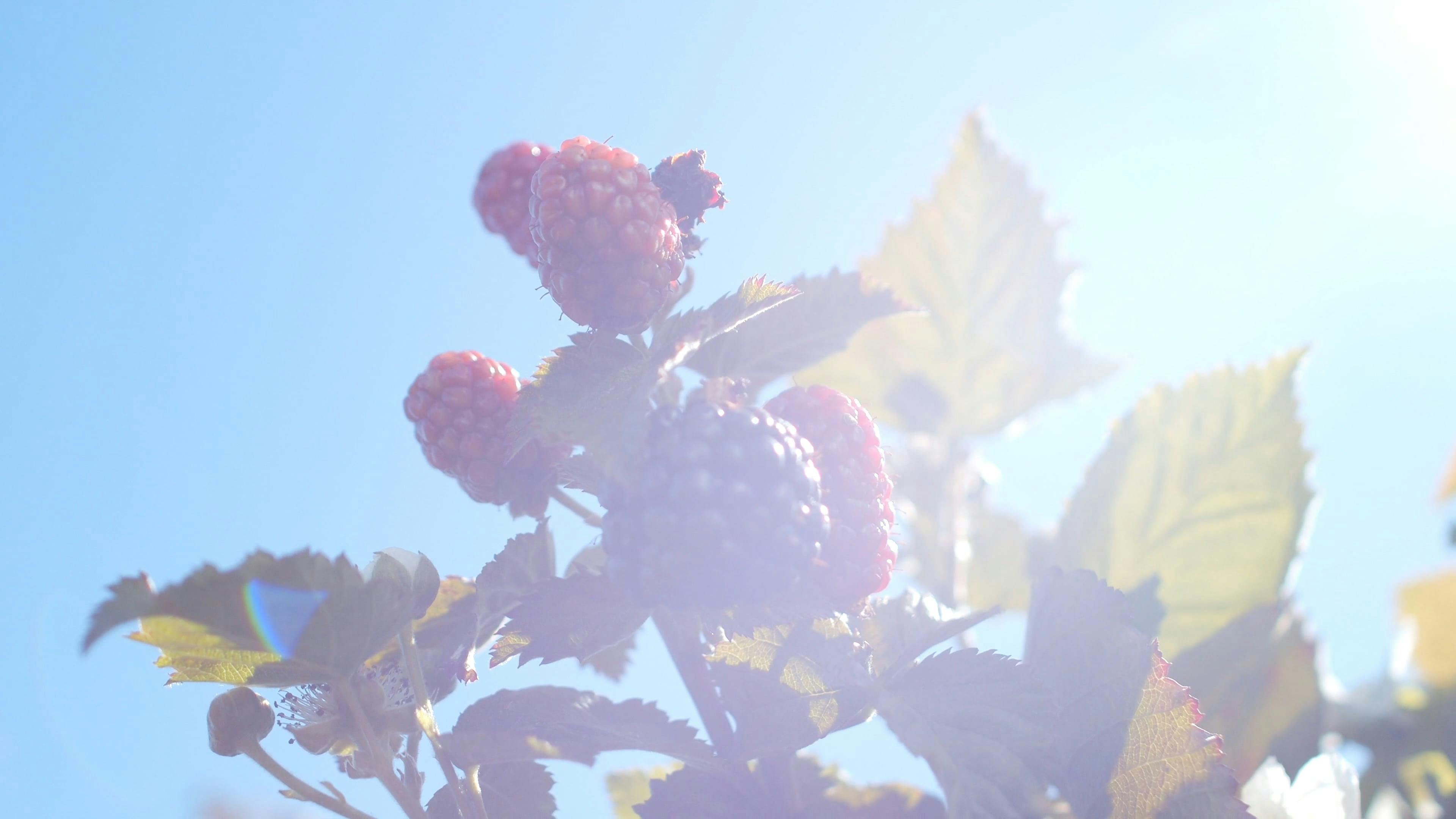 Raspberry Leaves Videos, Download The BEST Free 4k Stock Video Footage ...