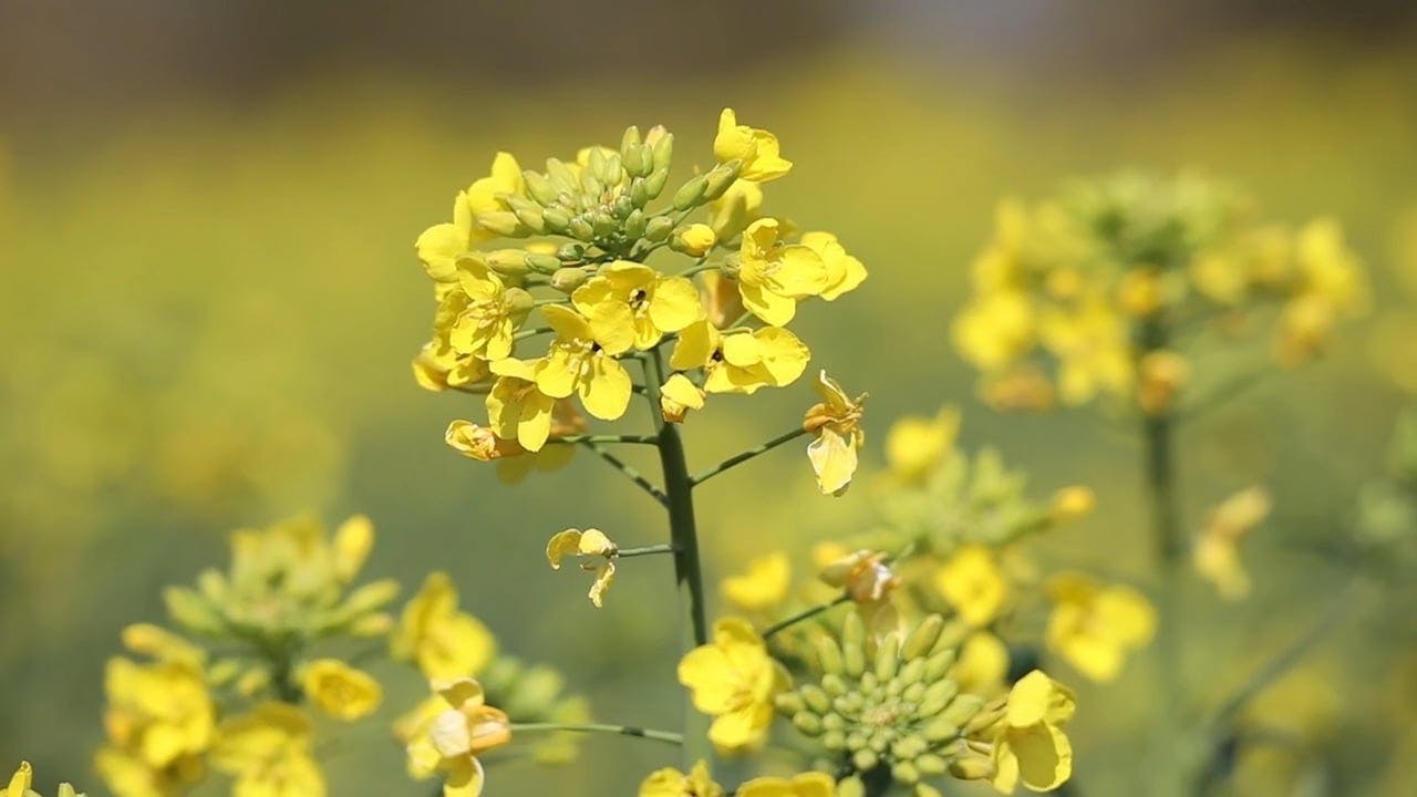 Close-Up View of Rapeseed · Free Stock Video