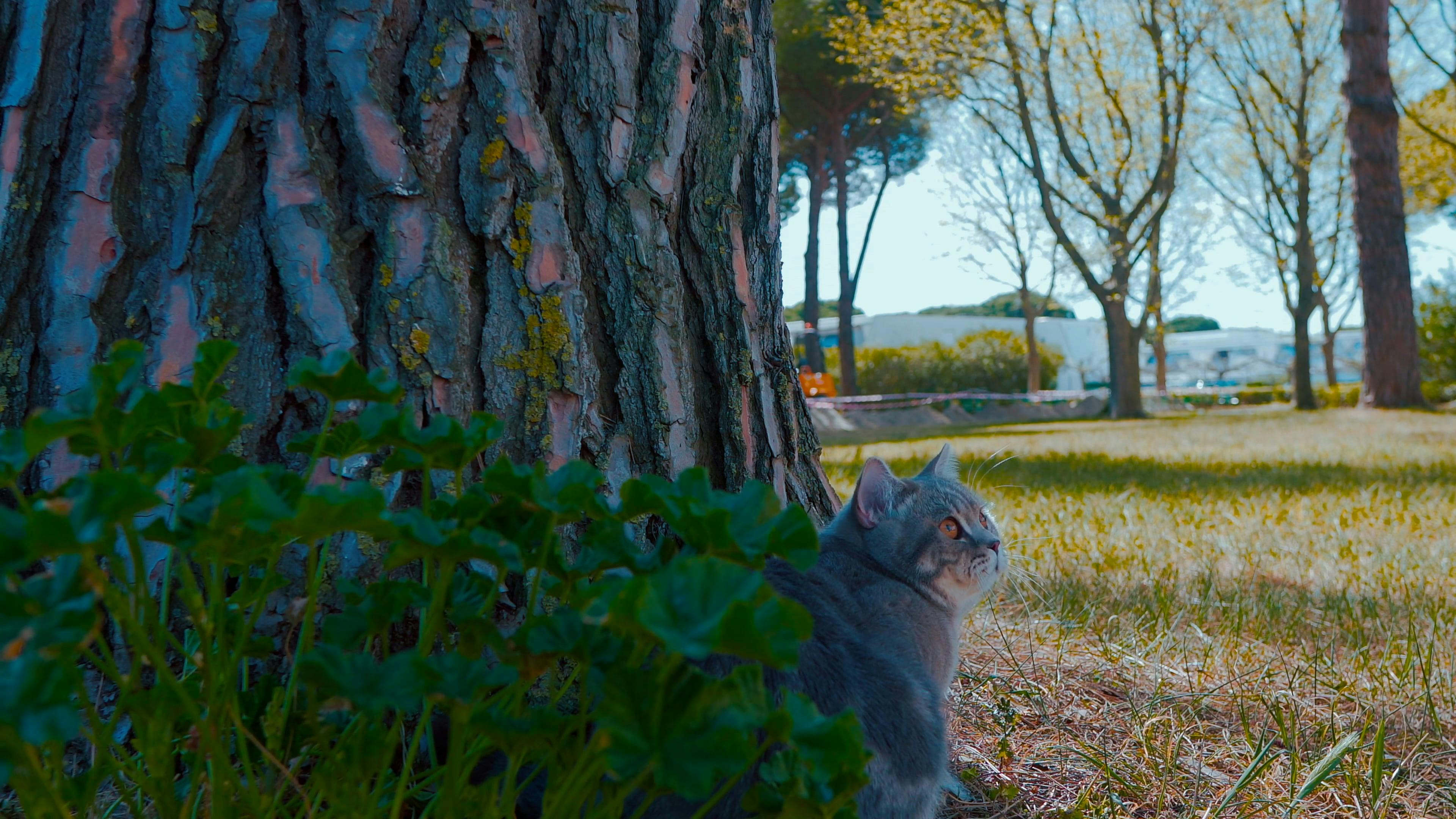 A Pet Kitten Resting And Trying To Catch Insect In The Grass · Free ...