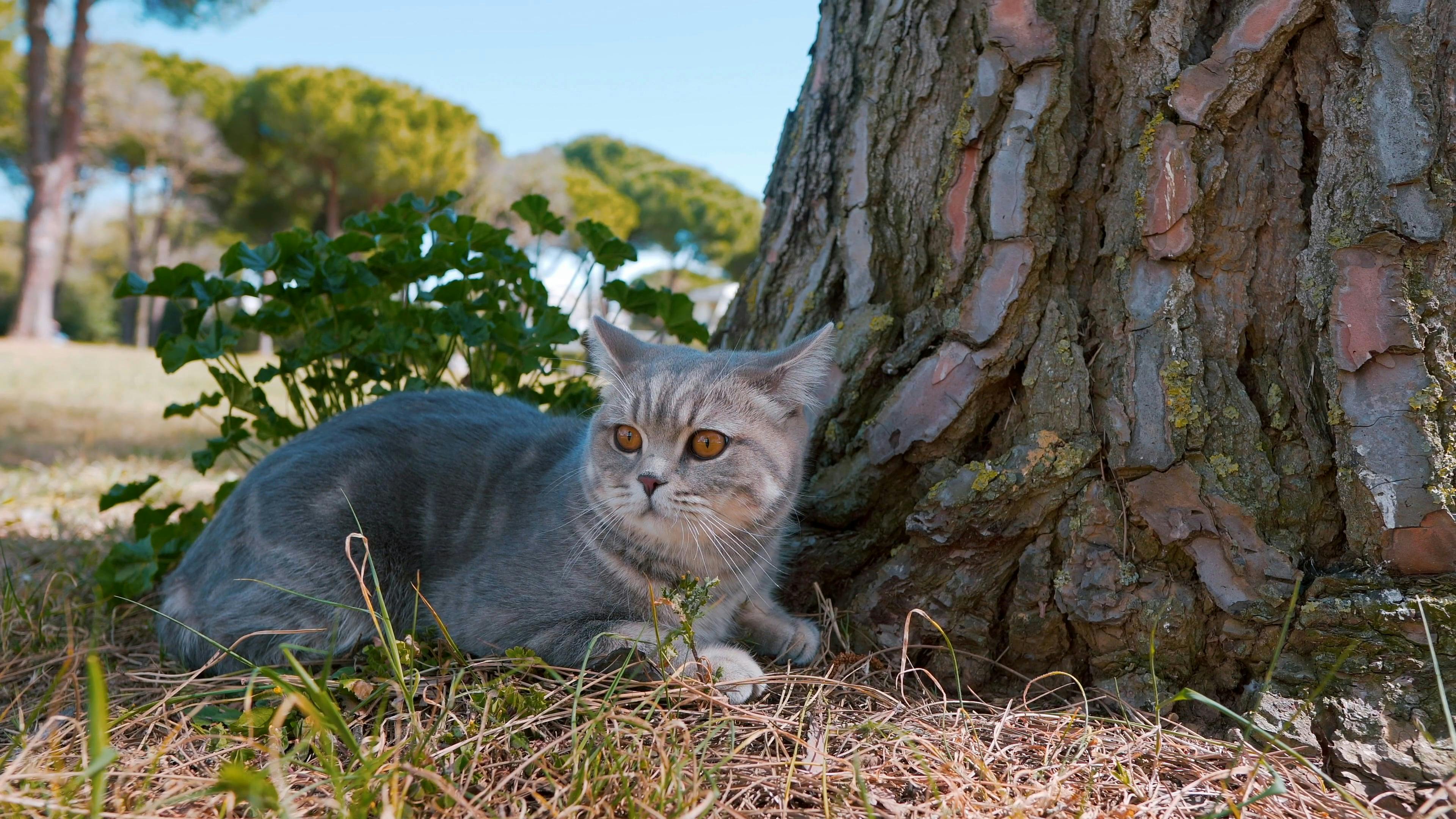 Video of a Cat Under the Tree · Free Stock Video