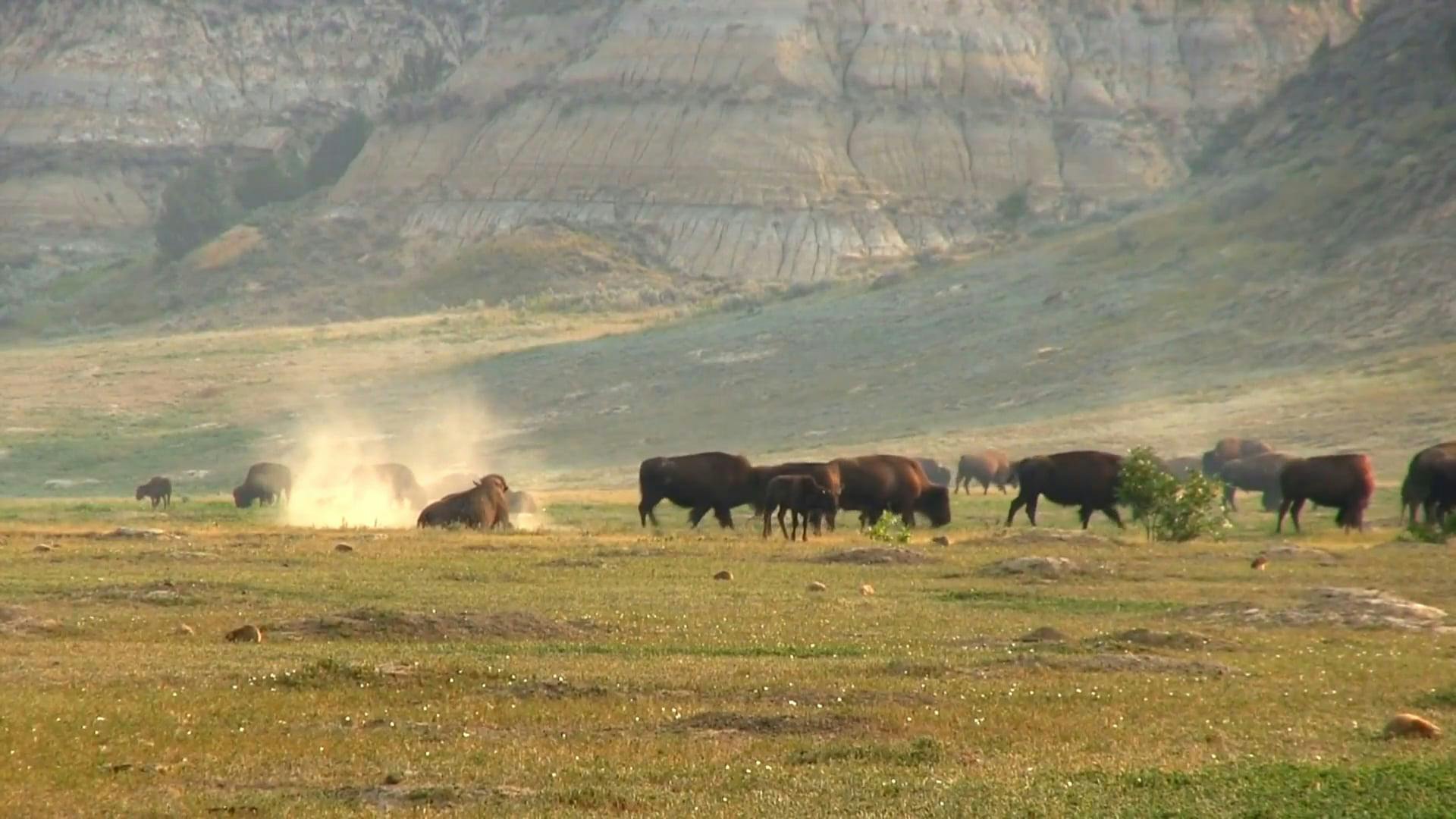 Herd of Bison on Grassland · Free Stock Video