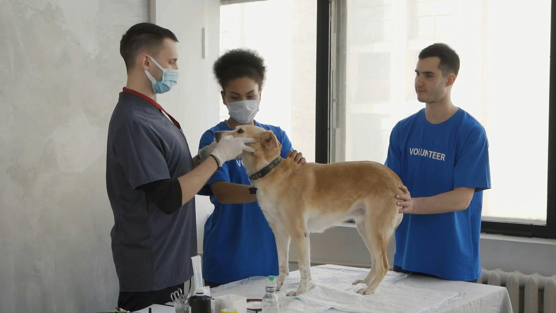 Man Checking on a Dog · Free Stock Video