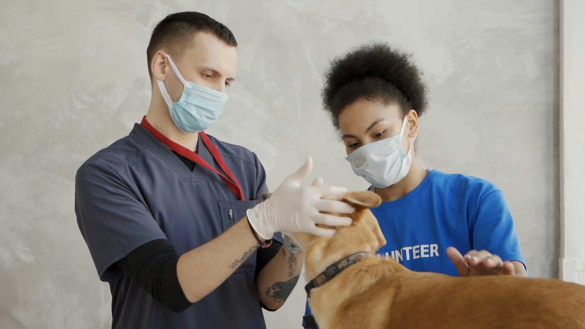 Veterinary Hospital Videos, Download The BEST Free 4k Stock Video ...