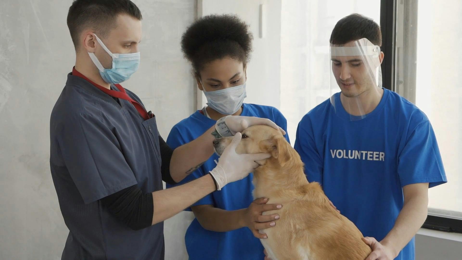 Veterinarian Checking the Eyes and Ears of the Dog with Volunteers ...