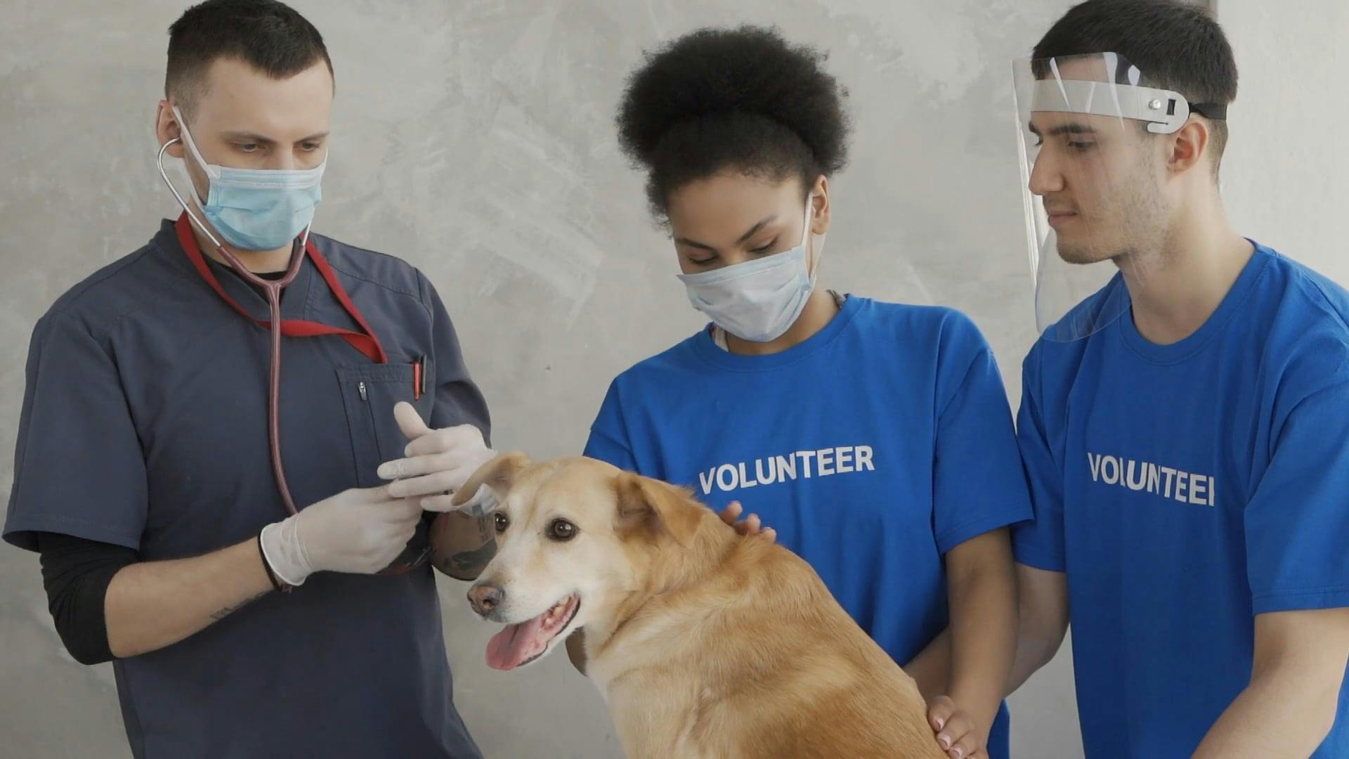 Face Vet Videos, Download The BEST Free 4k Stock Video Footage & Face ...