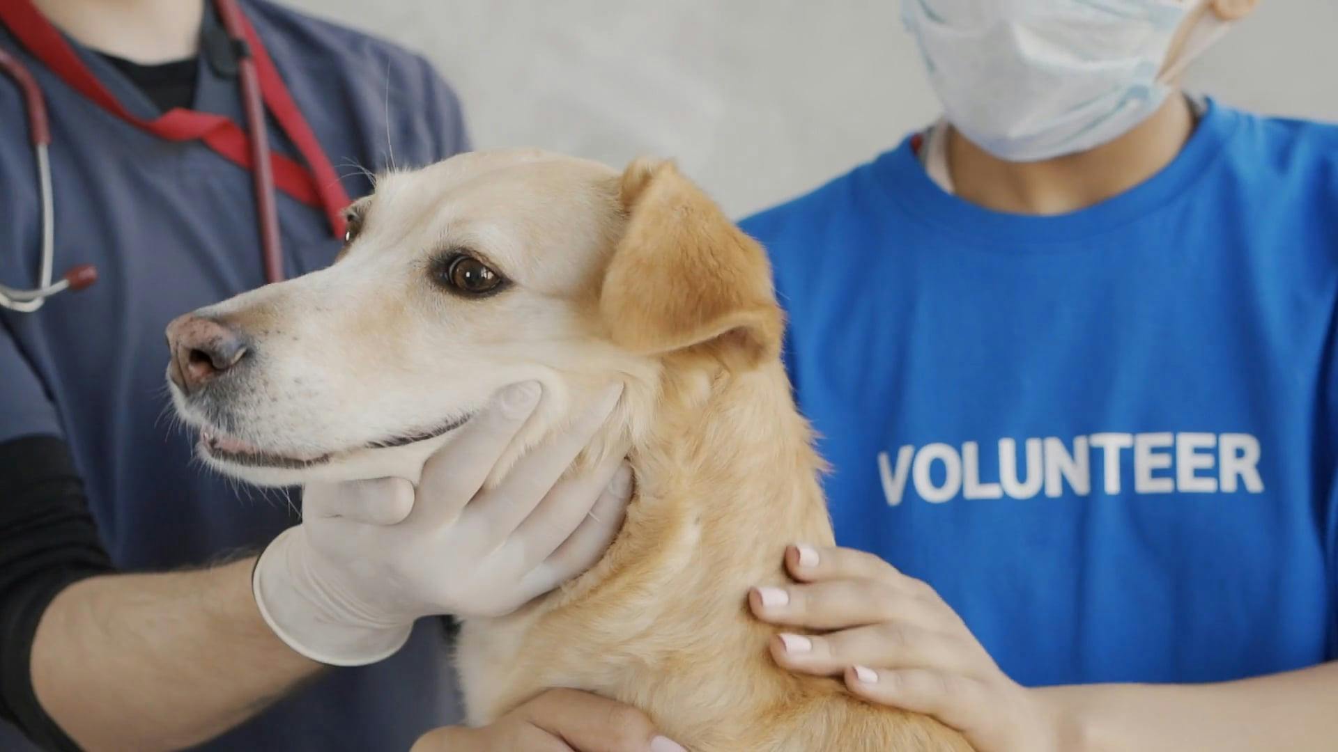 Giving a Dog a Check-up Free Stock Video Footage, Royalty-Free 4K & HD ...