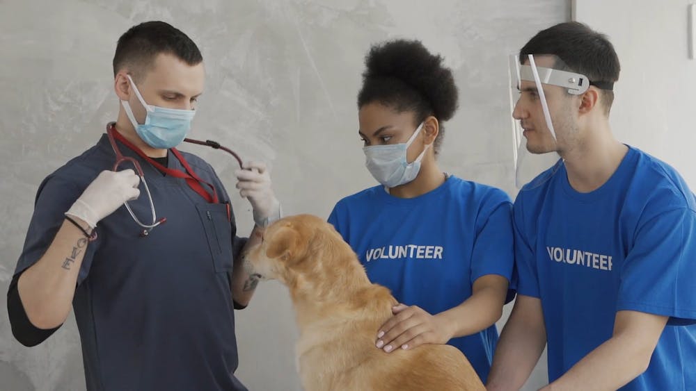 Doctor Checking the Dog · Free Stock Video Doctor Checking the Dog · Free Stock Video