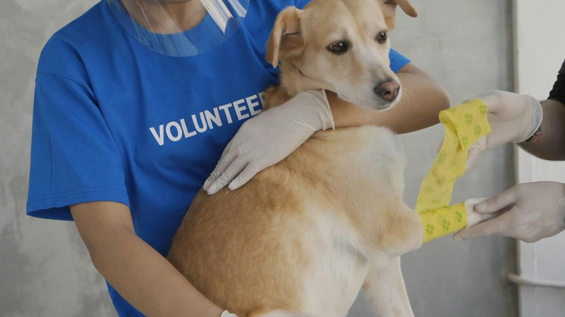 Helping Animals Videos, Download The BEST Free 4k Stock Video Footage ...