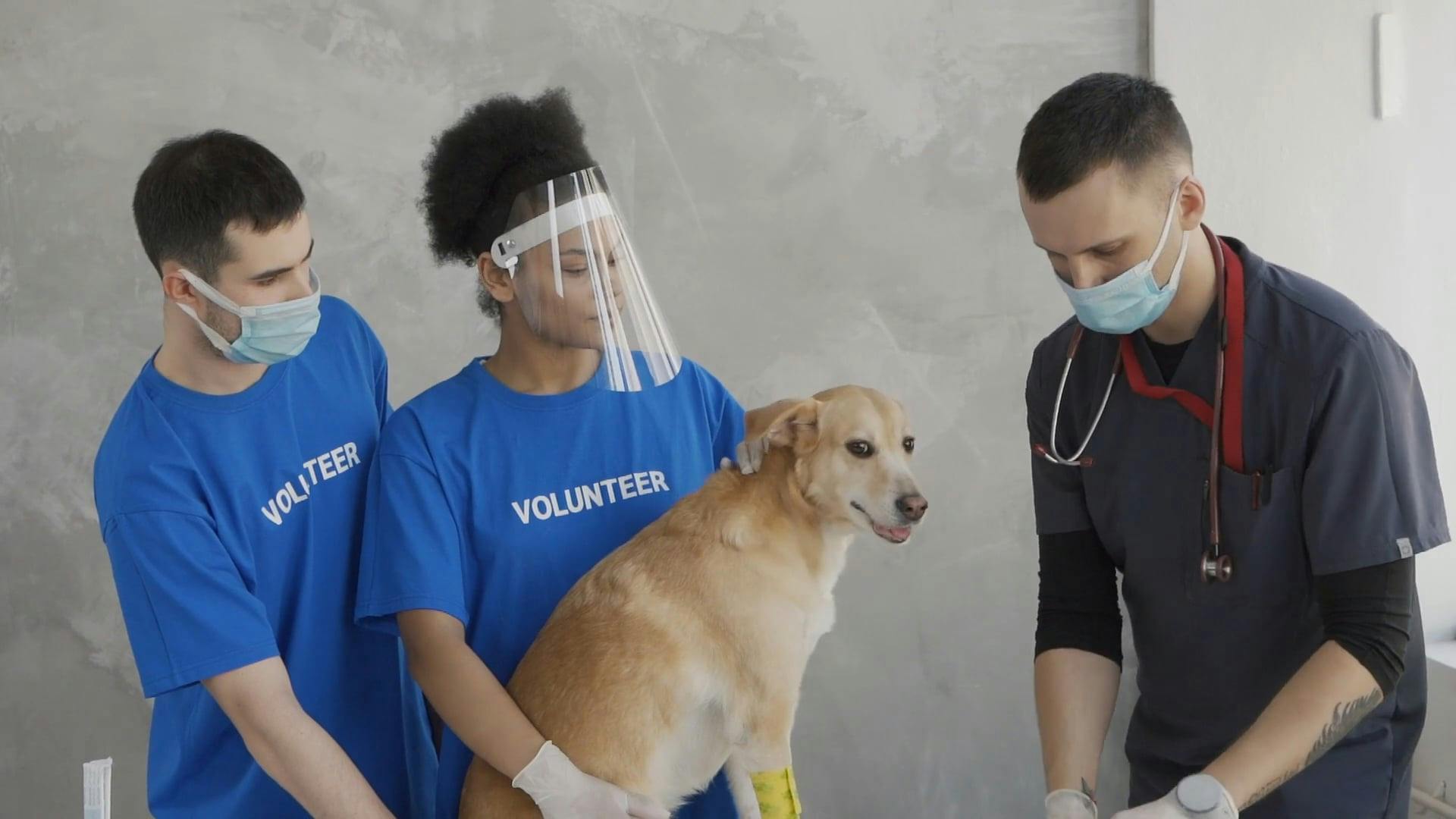 Video gratuito di aiuto, animale, animale domestico, assistenza ...