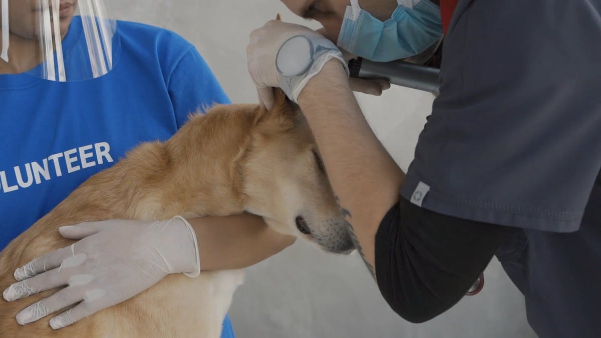 Veterinary Videos, Download The BEST Free 4k Stock Video Footage ...