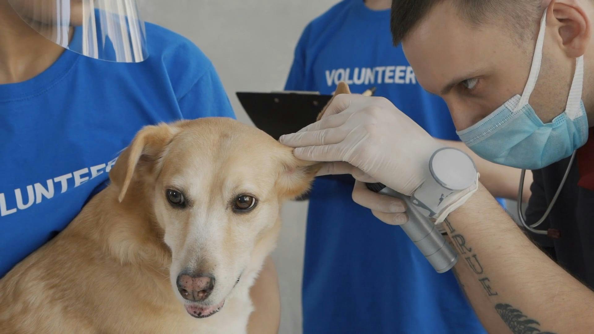 Vets With Animals Videos, Download The BEST Free 4k Stock Video Footage ...