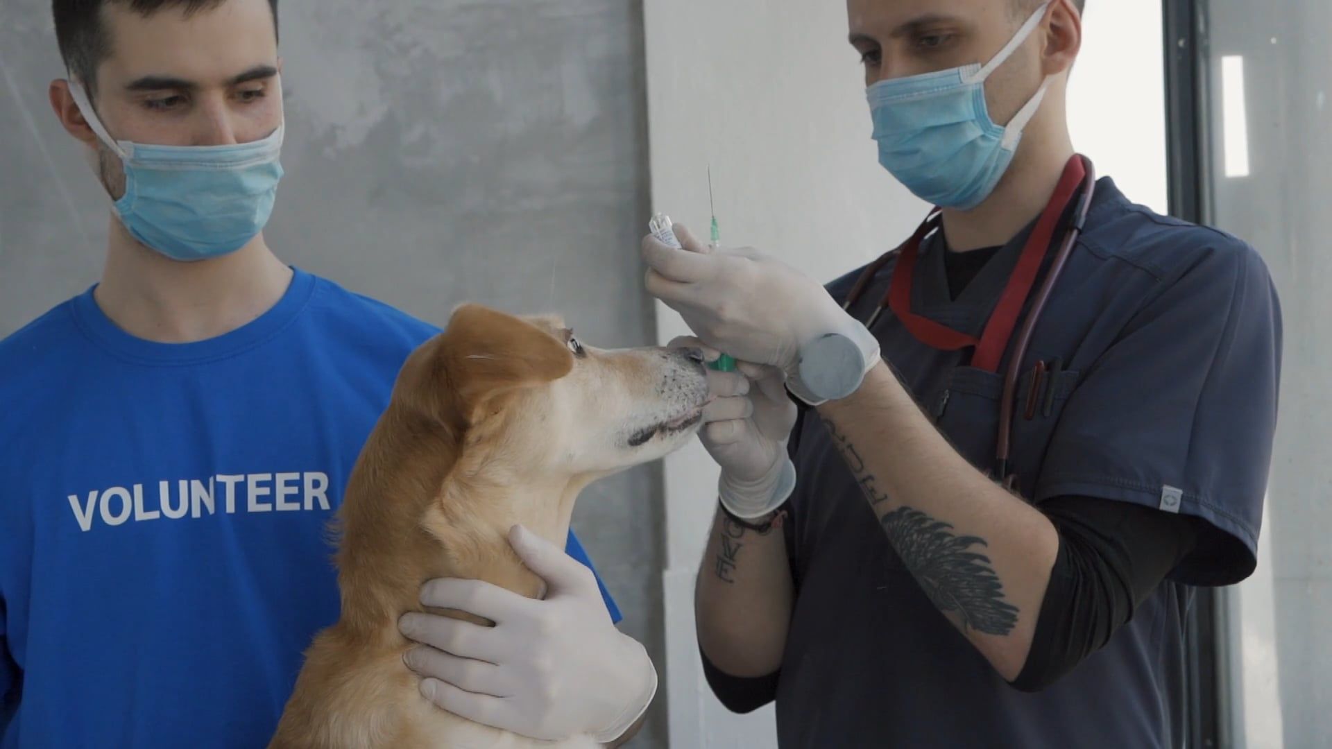 Veterinary Procedures Videos, Download The BEST Free 4k Stock Video ...