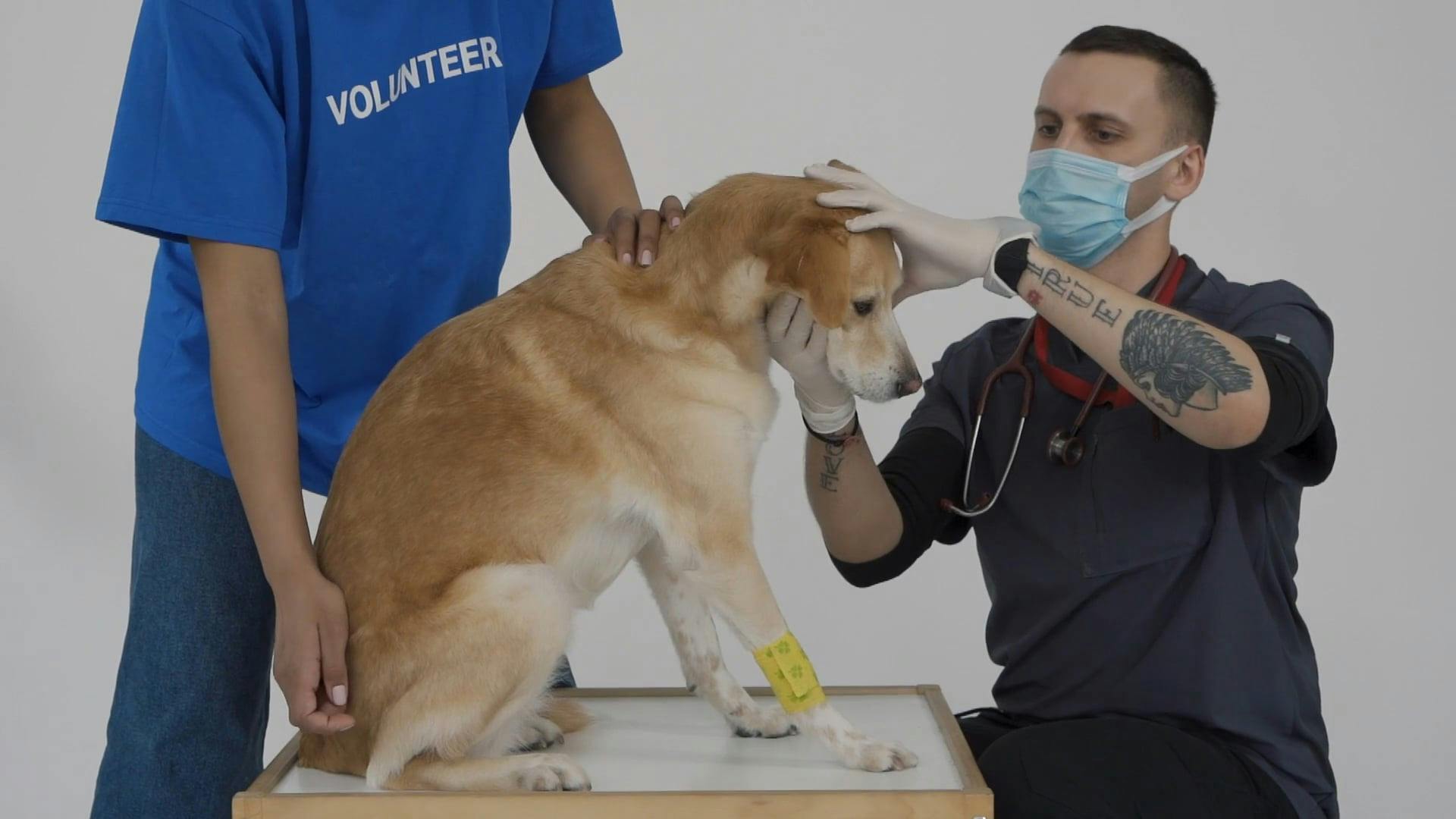 Vet Helper Videos, Download The BEST Free 4k Stock Video Footage & Vet ...