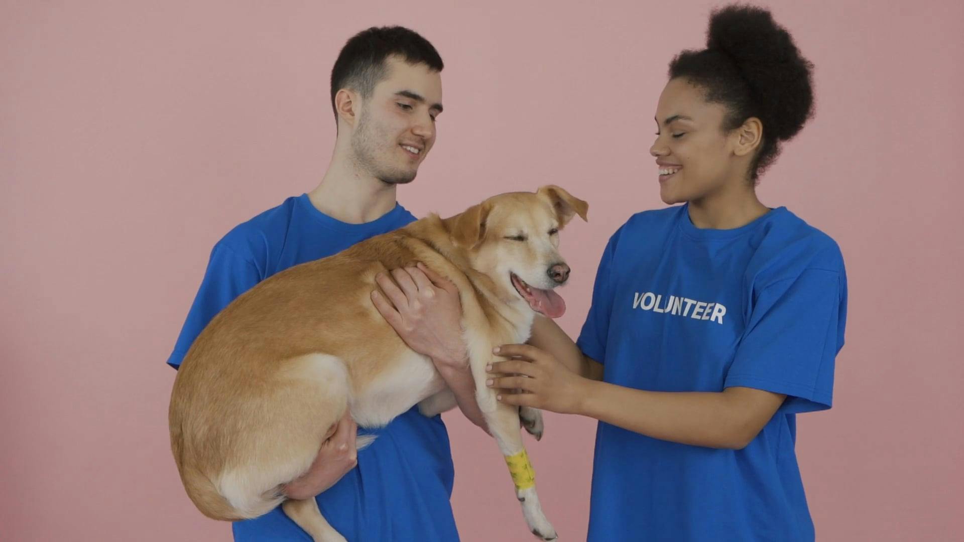 Los mejores 20.000+ vídeos de Perro Feliz · Banco de Imágenes Gratis ...