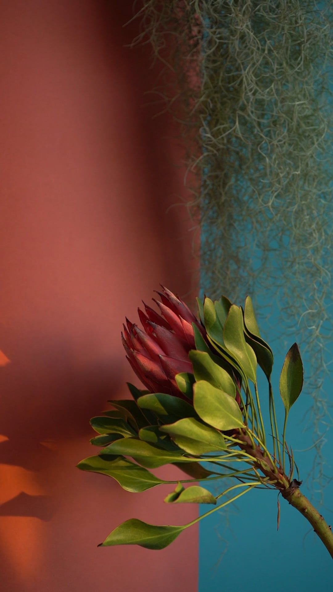 Protea Napoli Videos, Download The BEST Free 4k Stock Video Footage ...