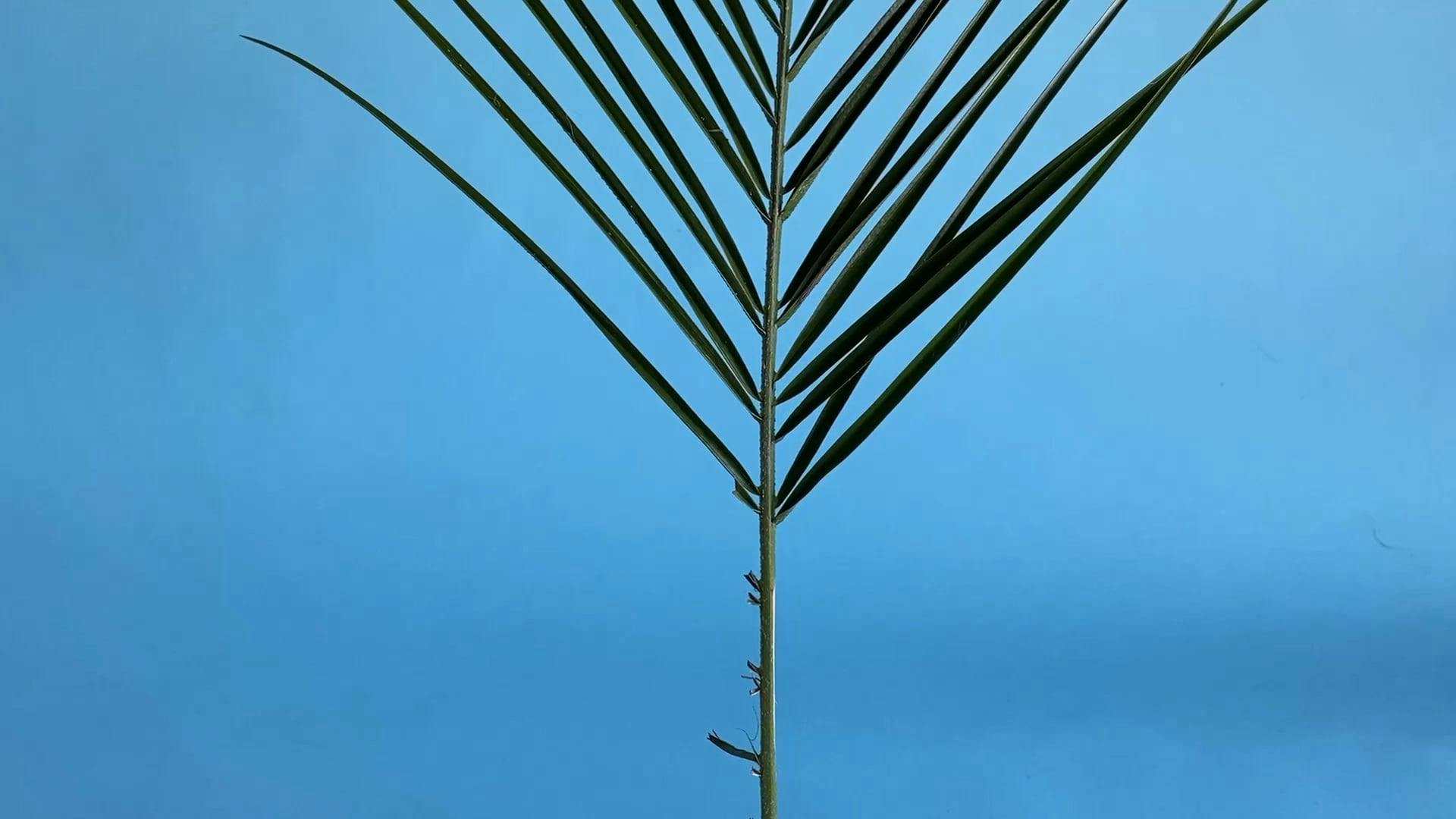 Los mejores vídeos de Hoja De Palma Color: Violeta · Banco de Imágenes ...