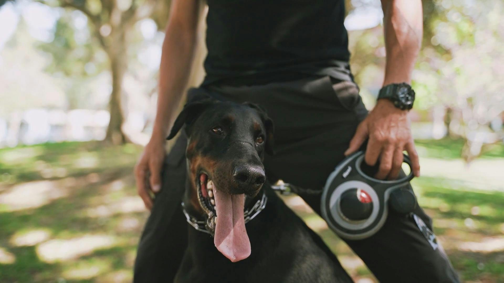 Man Holding the Chain of a Black Dog · Free Stock Video