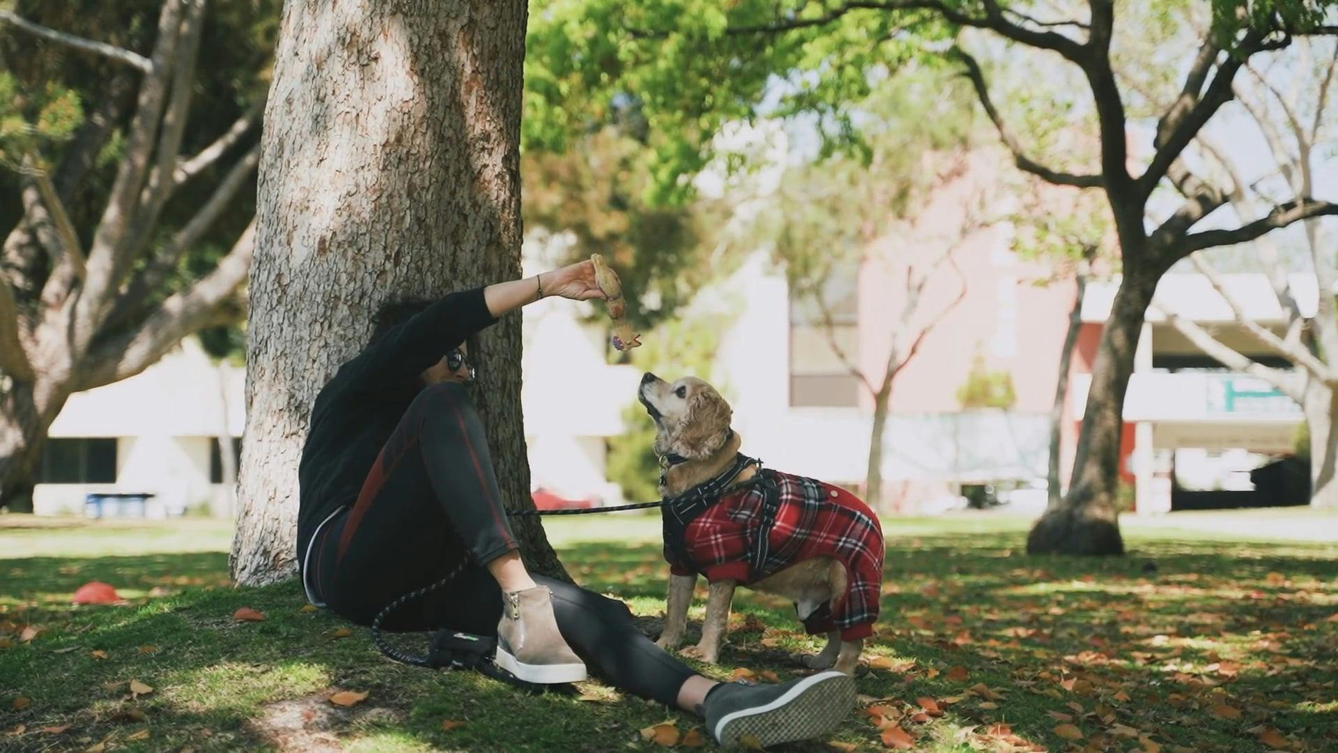 A Dog Roaming Around Freely In A forest Park Free Stock Video Footage ...