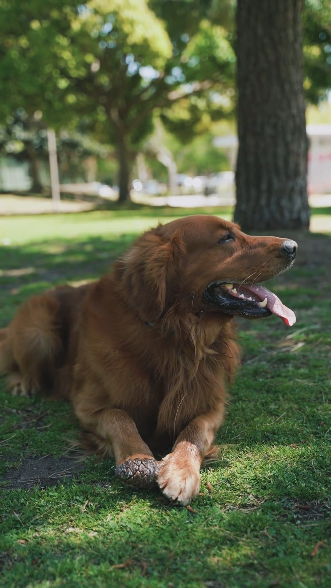 Beautiful Dog Laying on Grass Free Stock Video Footage, Royalty-Free 4K ...