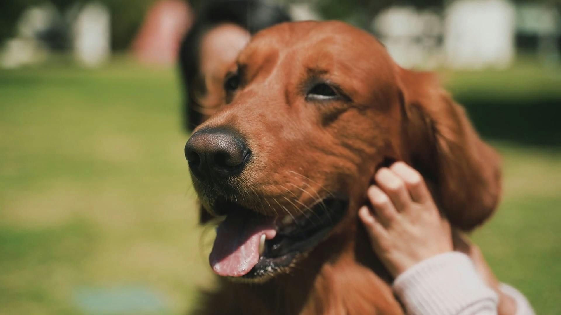 A Woman Caressing Her Dog while on the Park Free Stock Video Footage ...