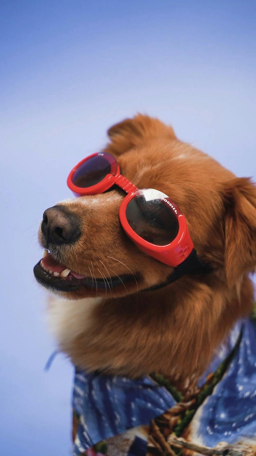 100,000+ Best Funny Animal Videos Videos · 100% Free Download · Pexels ...