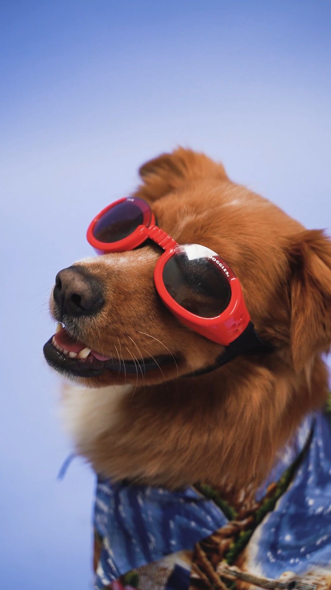 Funny Animal Videos Videos, Download The BEST Free 4k Stock Video ...