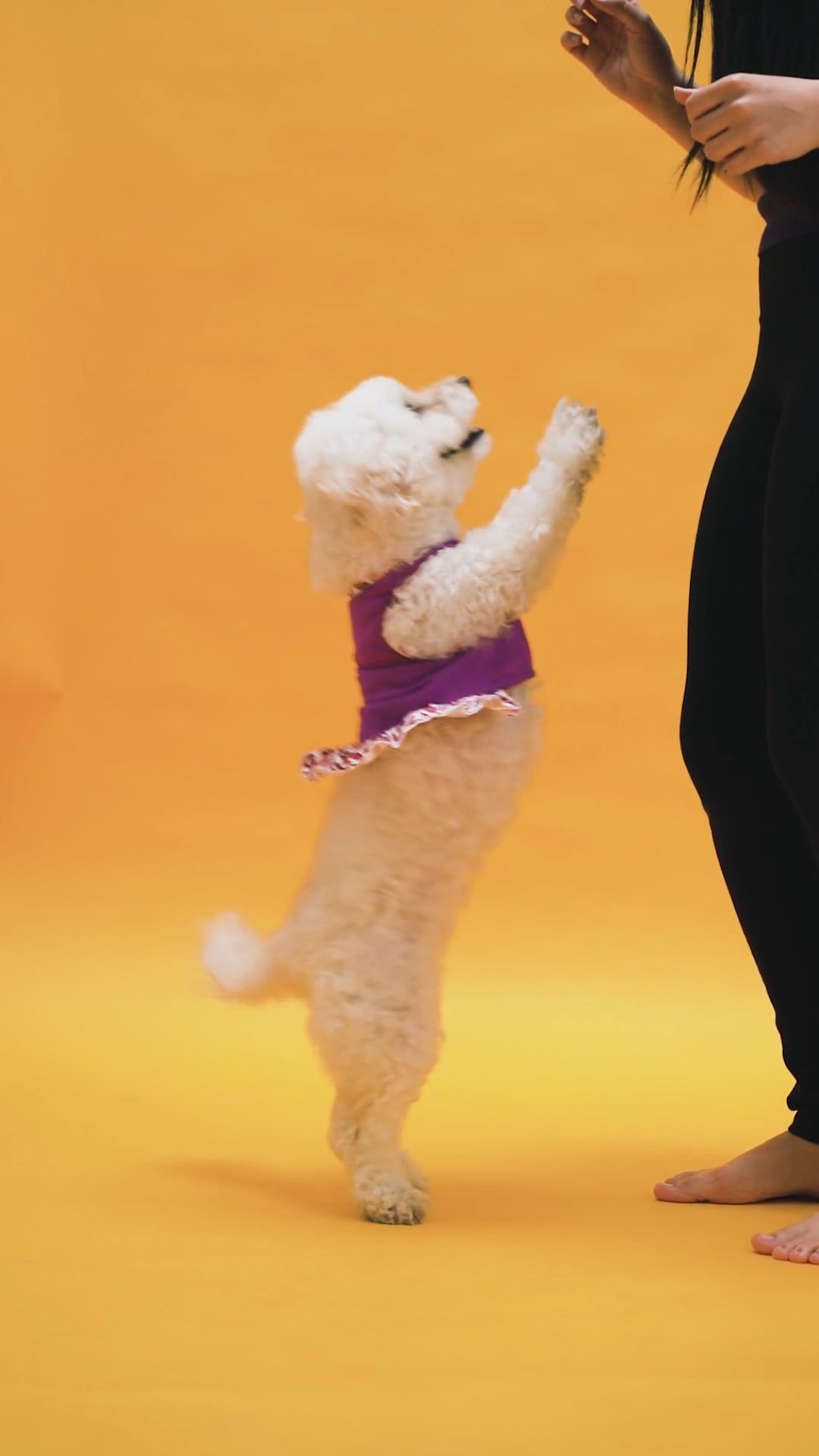 A Cute Puppy Jumping · Free Stock Video