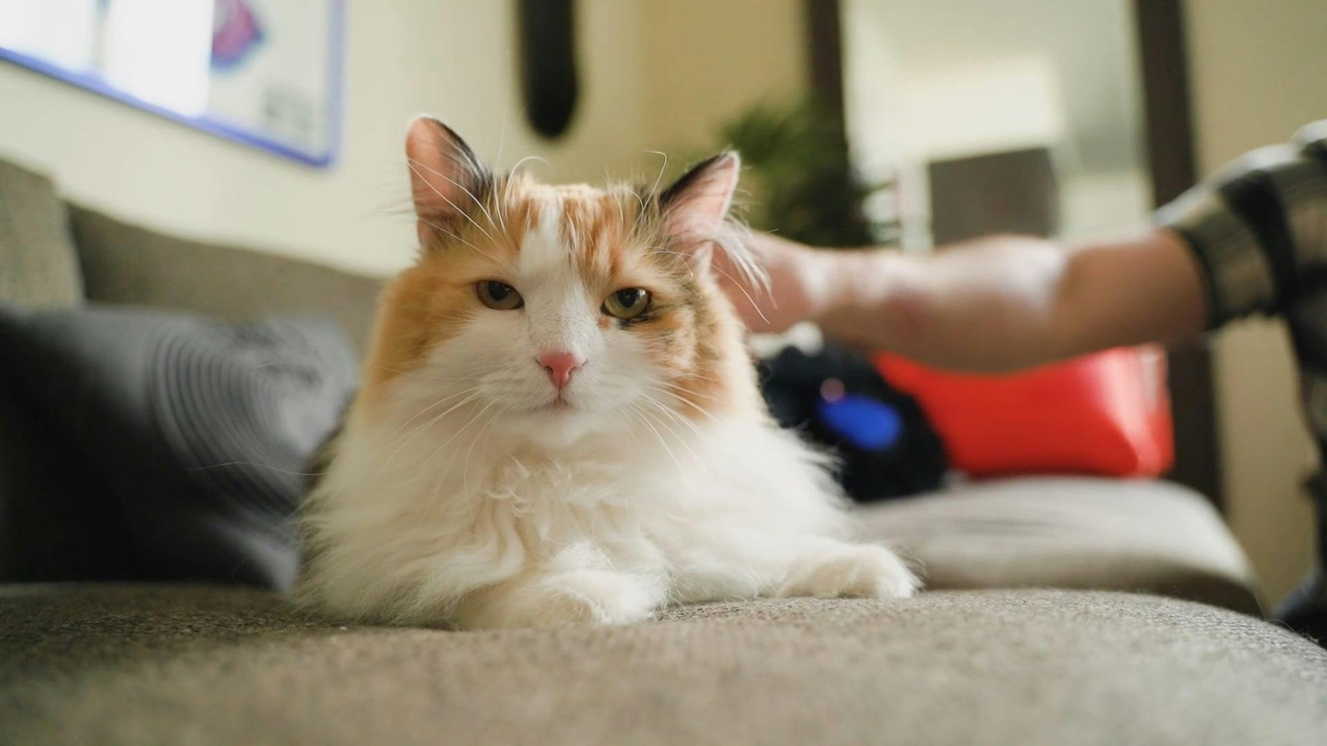 Cat Bliss Videos, Download The BEST Free 4k Stock Video Footage & Cat ...