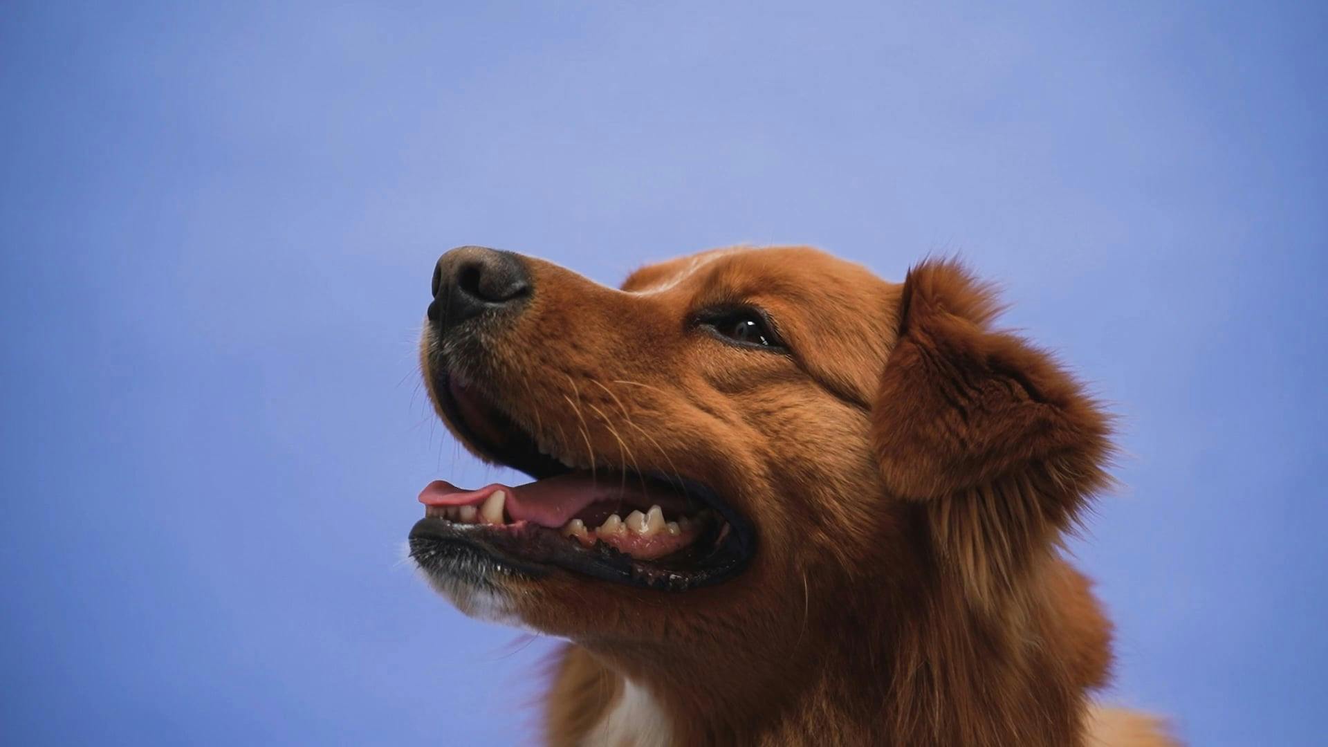 Close Up of a Dog Panting Free Stock Video Footage, Royalty-Free 4K ...