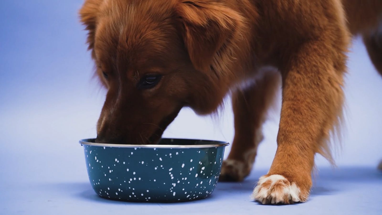 Dog Grooming Videos, Download The BEST Free 4k Stock Video Footage ...