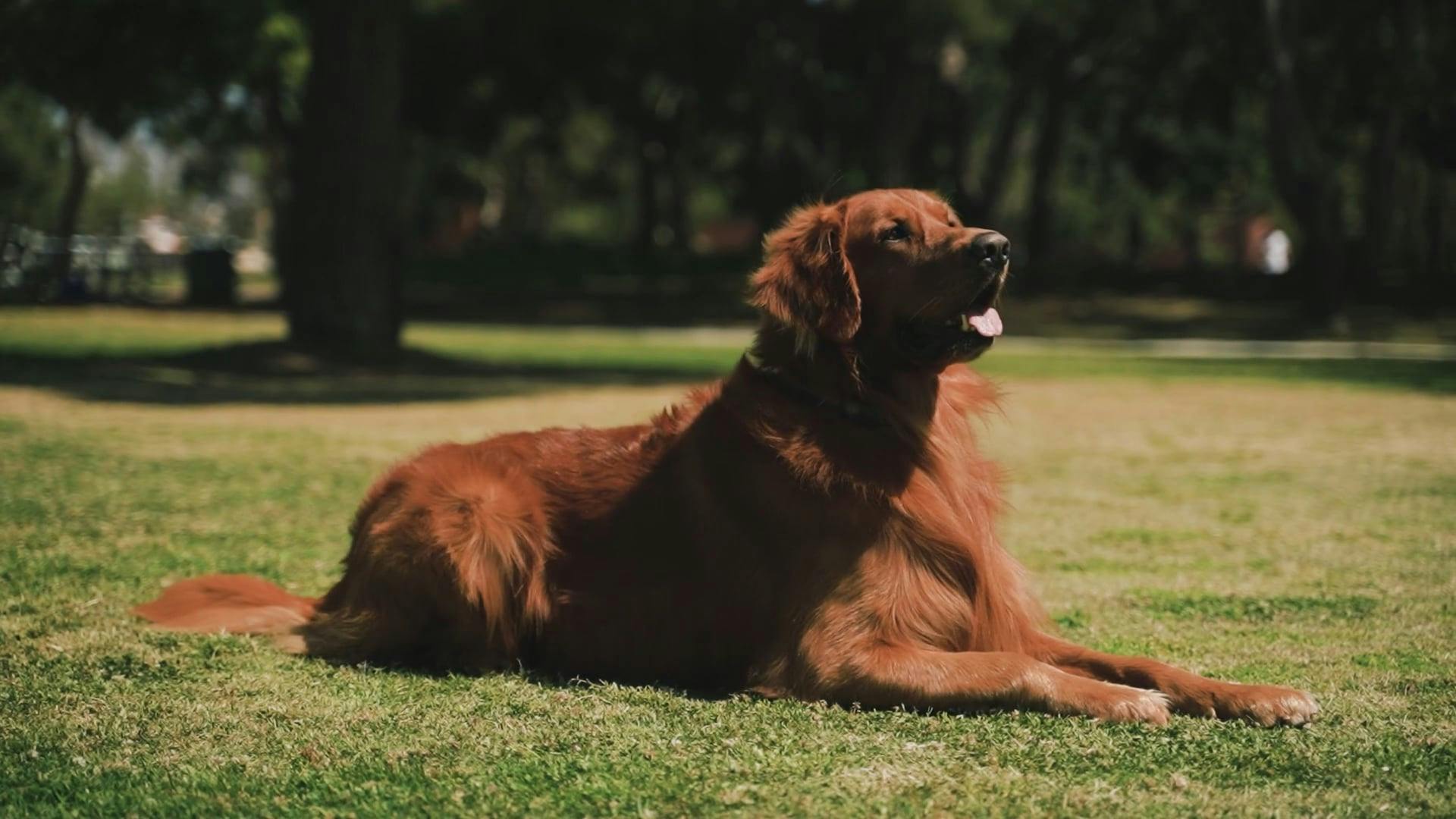 Vídeos de stock gratuitos sobre acostado, adorable, al aire libre ...