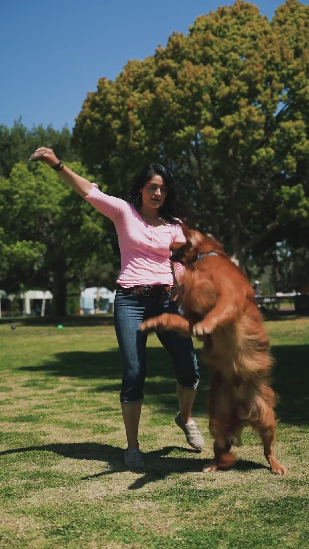 Cute Dog Videos, Download The BEST Free 4k Stock Video Footage & Cute ...