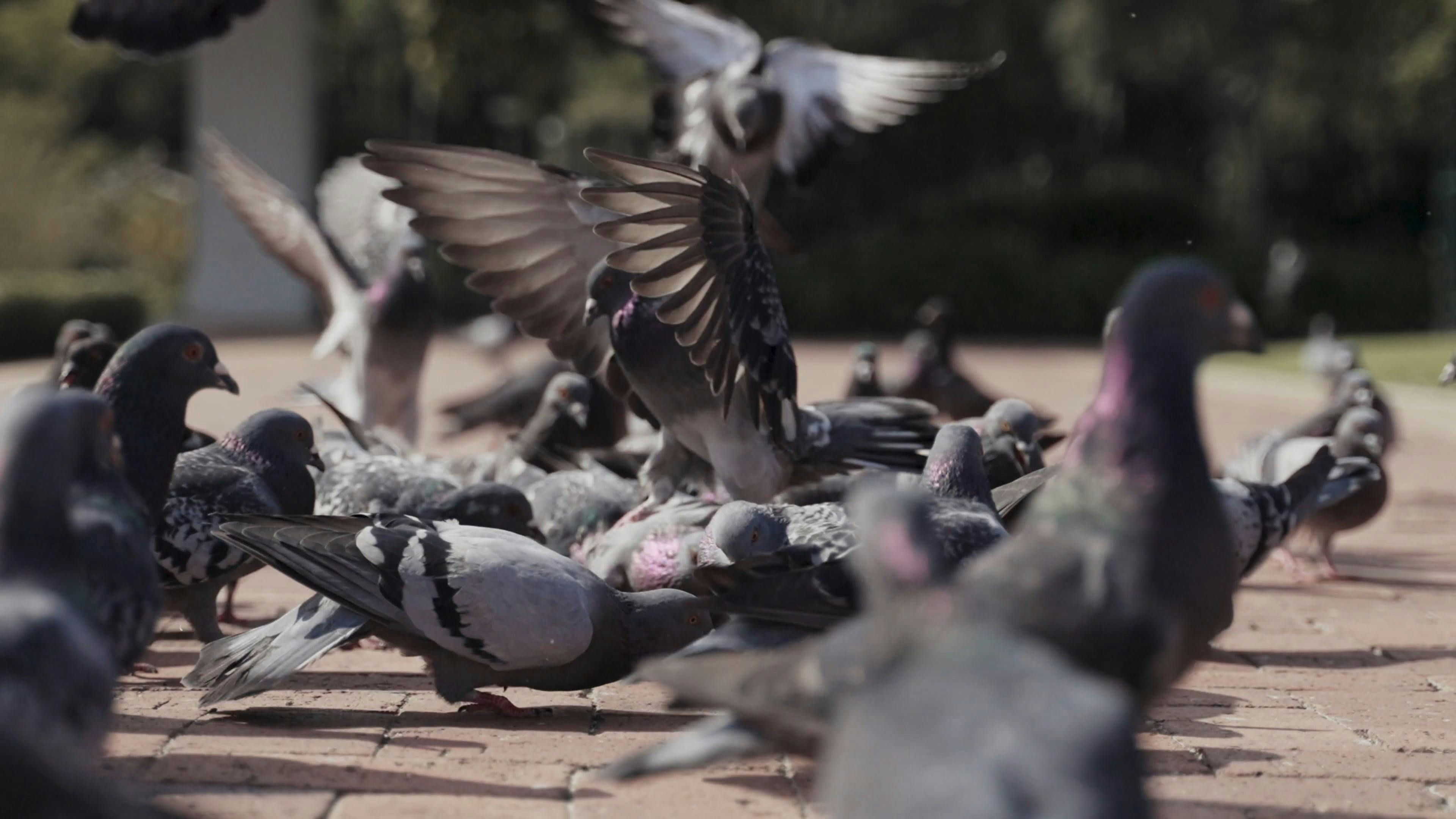 Tame Pigeons Videos, Download The BEST Free 4k Stock Video Footage ...