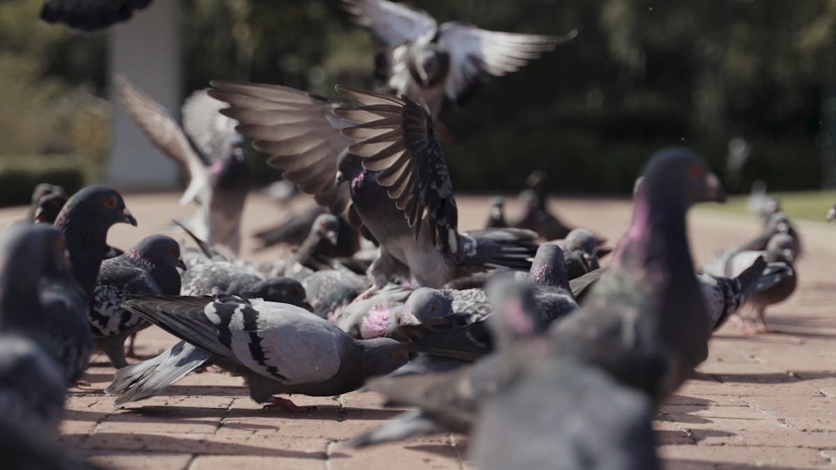 Birds Flying Videos, Download The BEST Free 4k Stock Video Footage ...