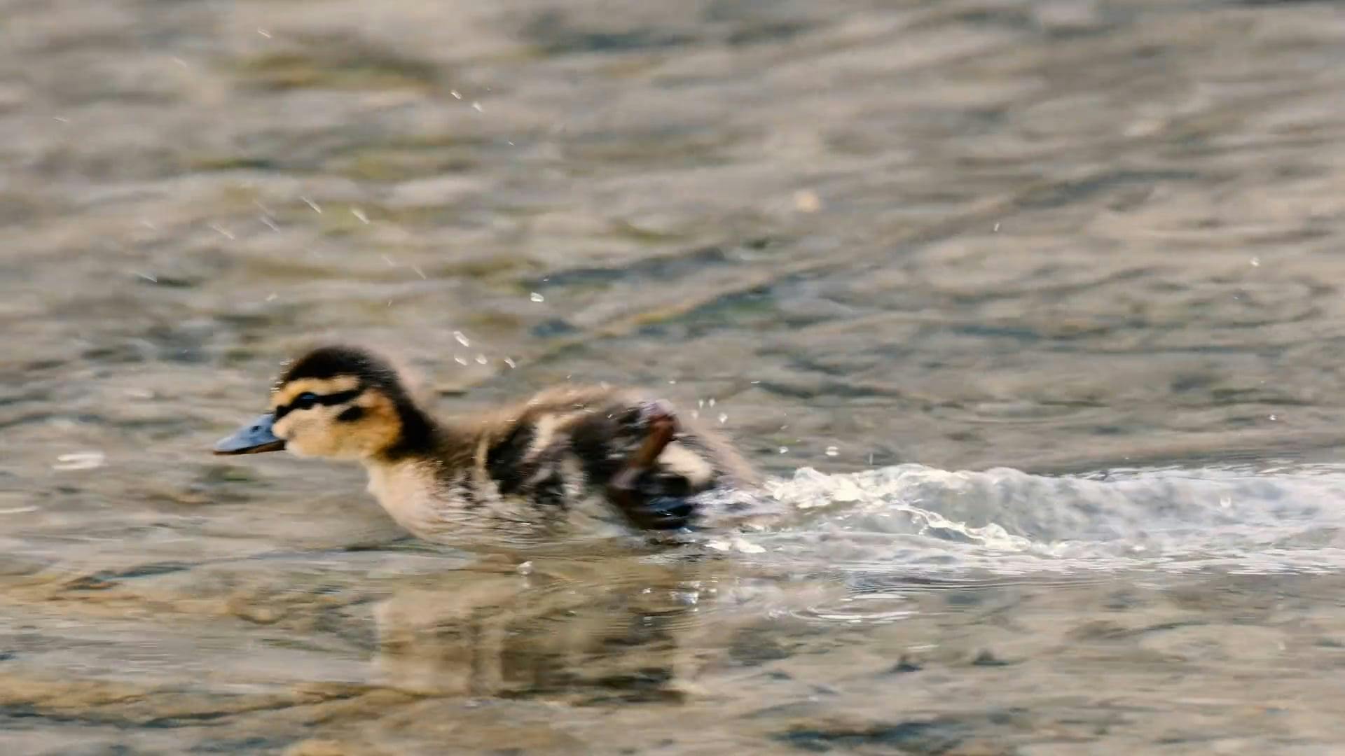 A Duckling Running on the Shore Free Stock Video Footage, Royalty-Free ...