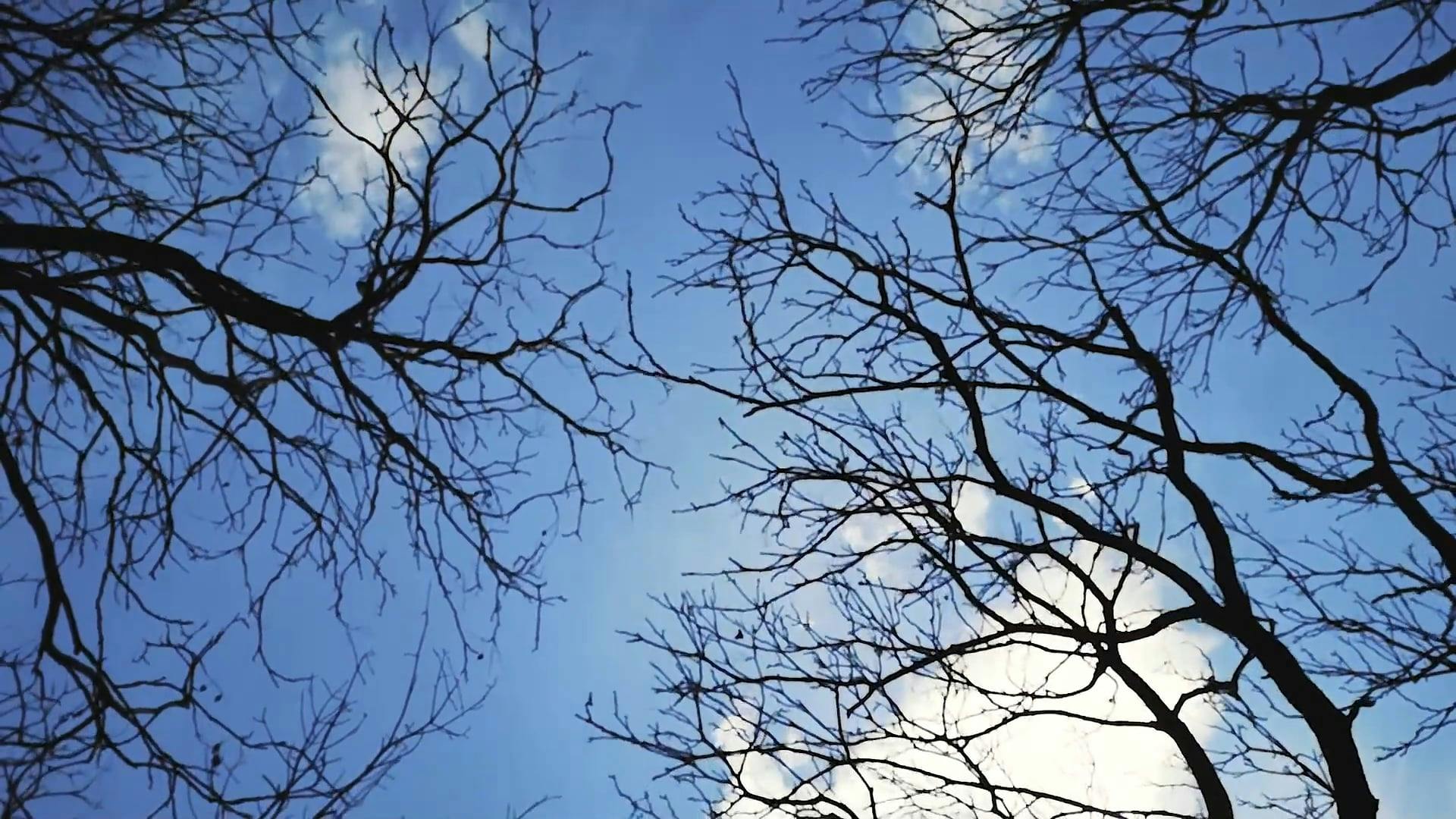 Low Angle Shot of Tree Branches Free Stock Video Footage, Royalty-Free ...