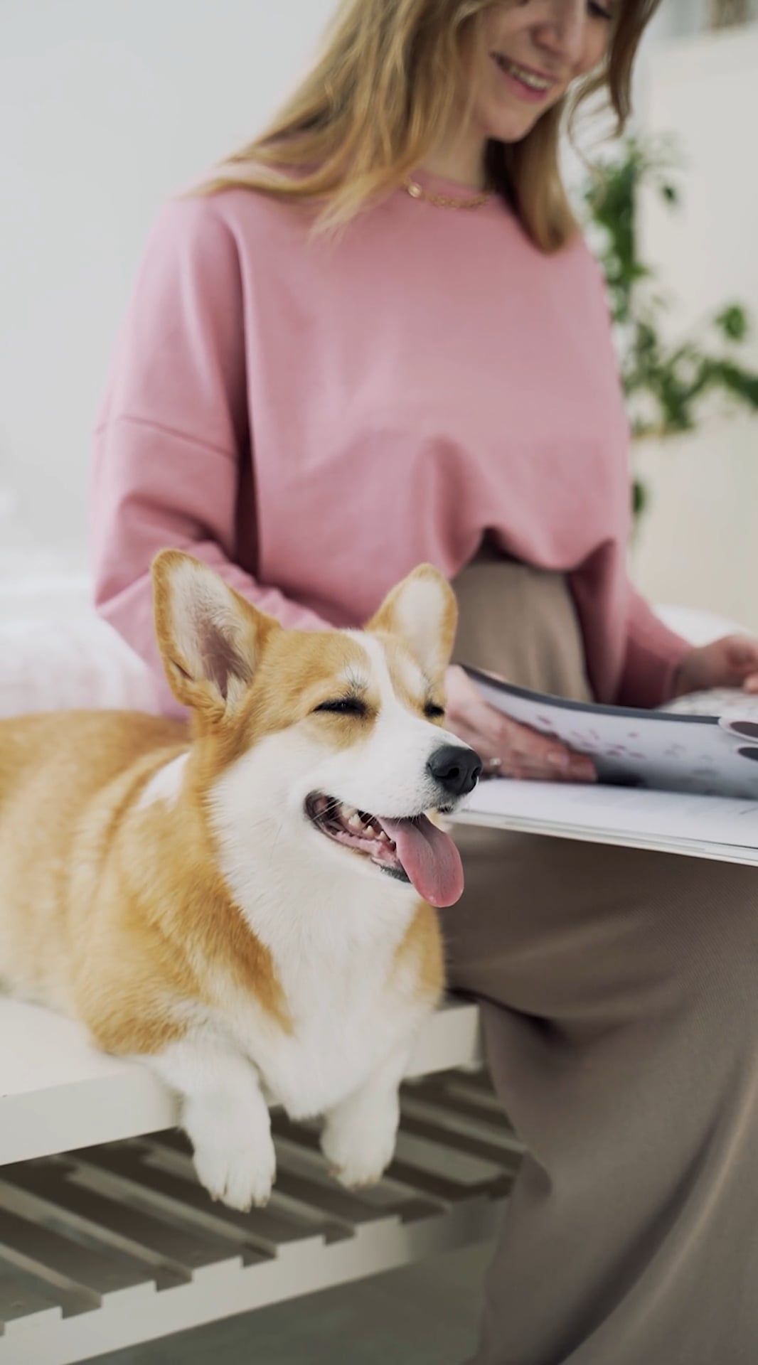 Bed Corgi Videos, Download The BEST Free 4k Stock Video Footage & Bed ...