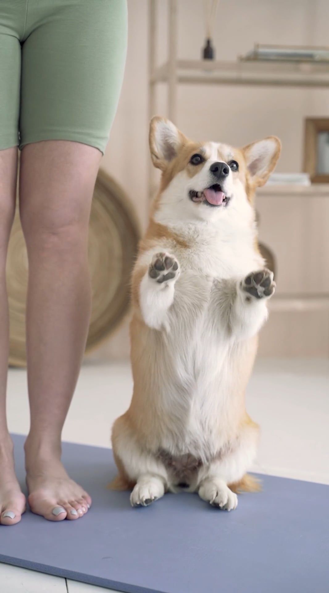 A Dog on Standing Position · Free Stock Video