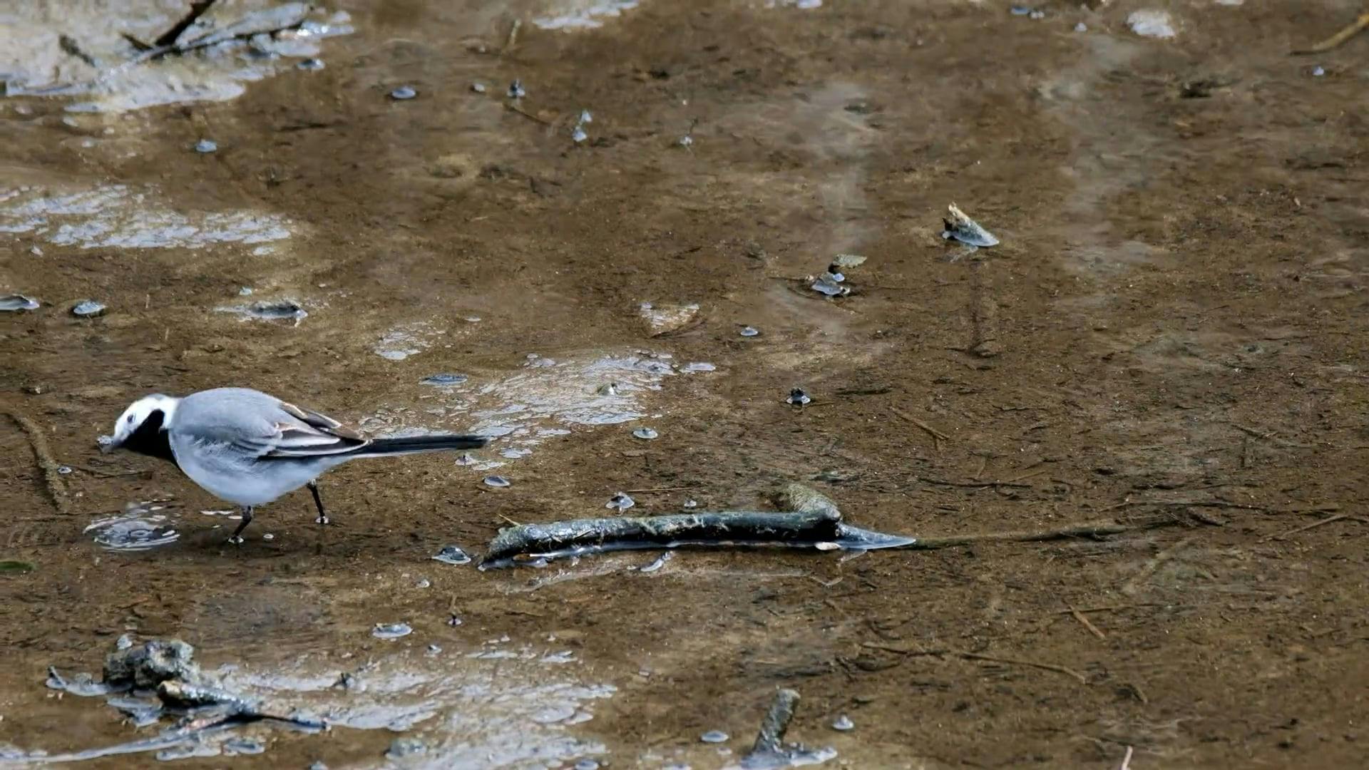 A Bird Drinking Water at a River Free Stock Video Footage, Royalty-Free ...