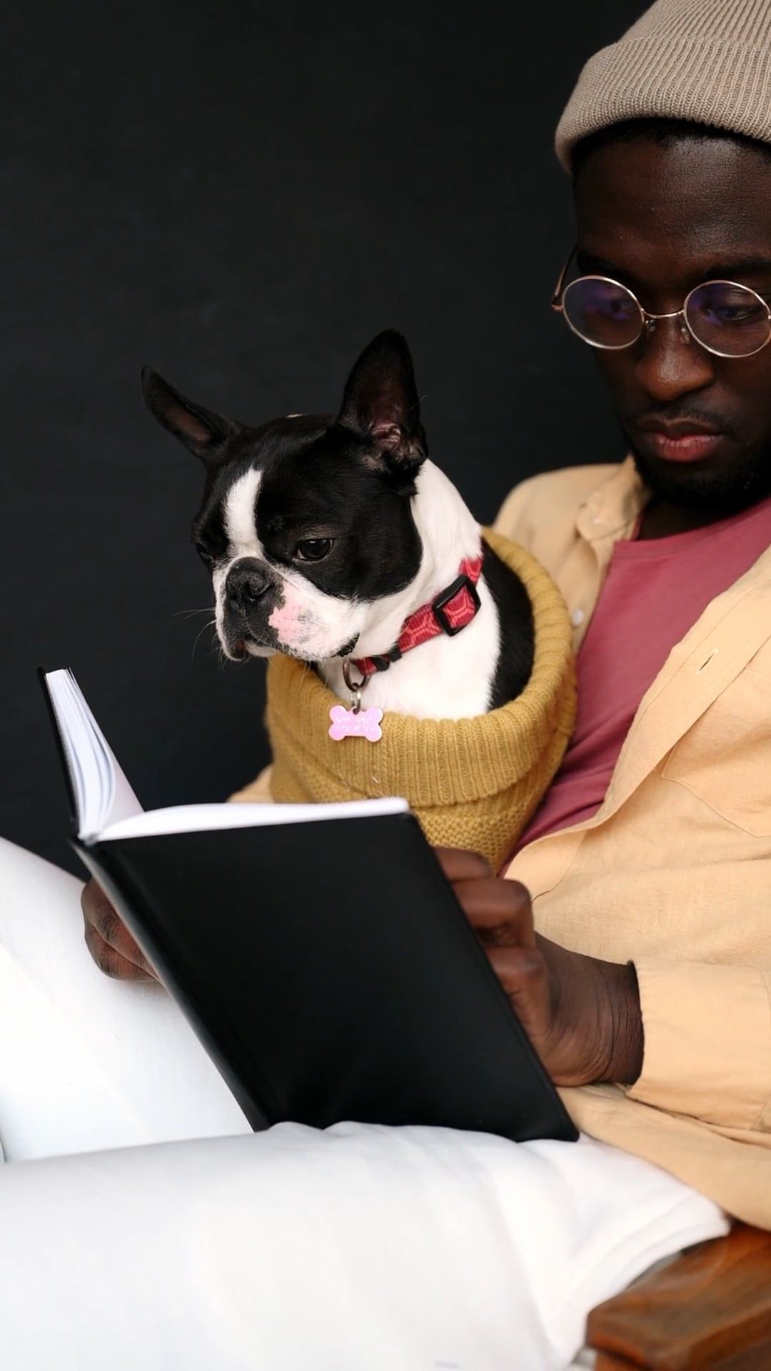 Knowledge, Dog Videos, Download The BEST Free 4k Stock Video Footage ...