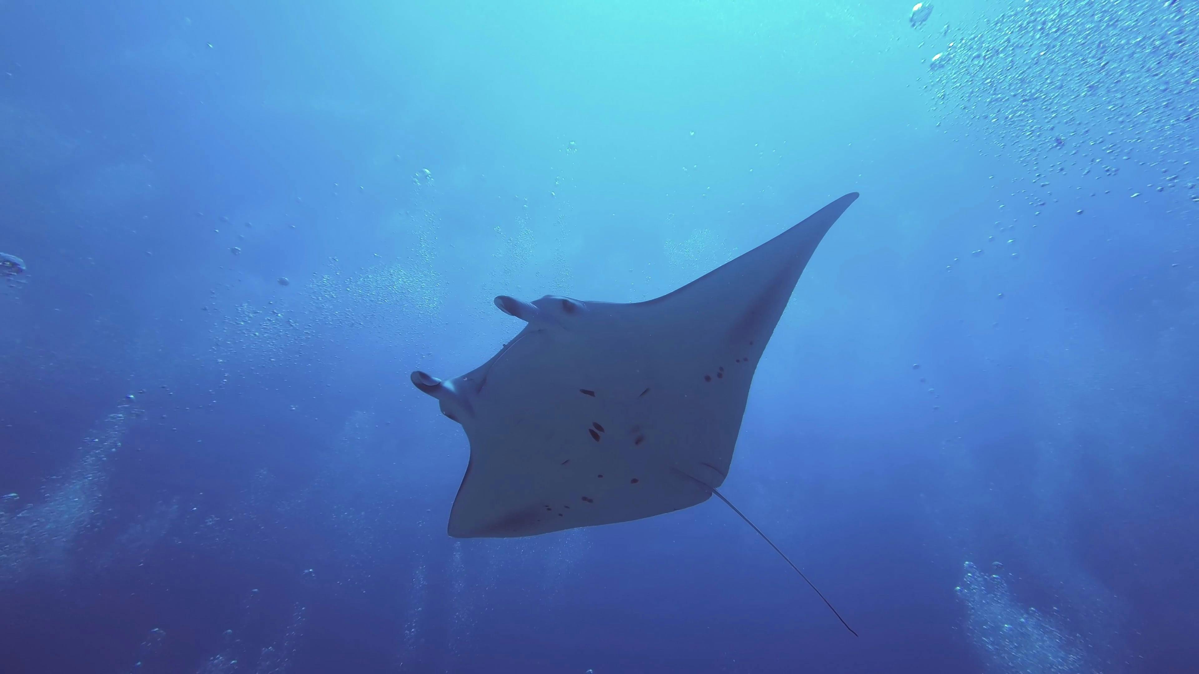 A Manta Ray at the Ocean · Free Stock Video
