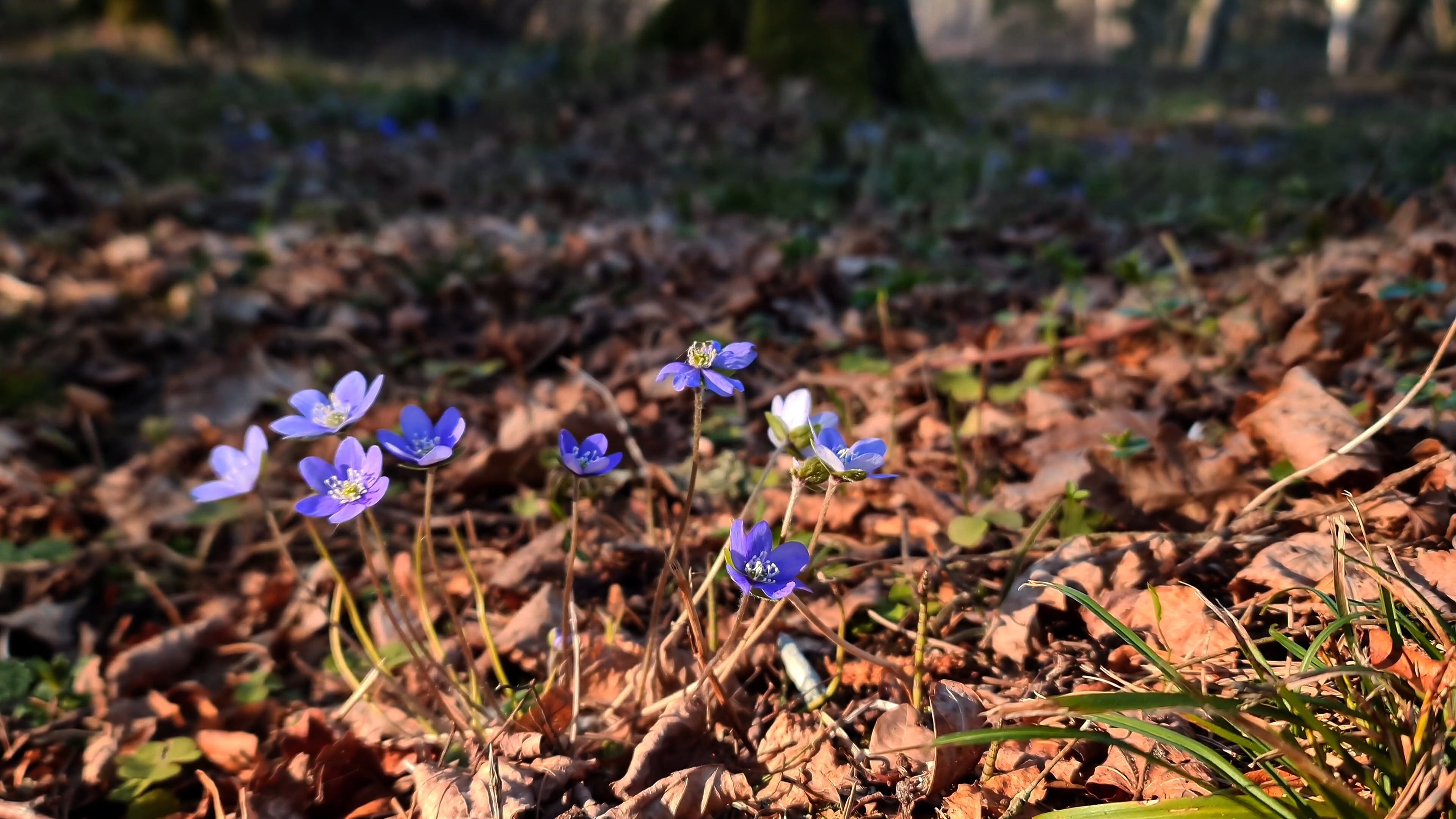 Flowers Swaying in the Wind Free Stock Video Footage, Royalty-Free 4K ...