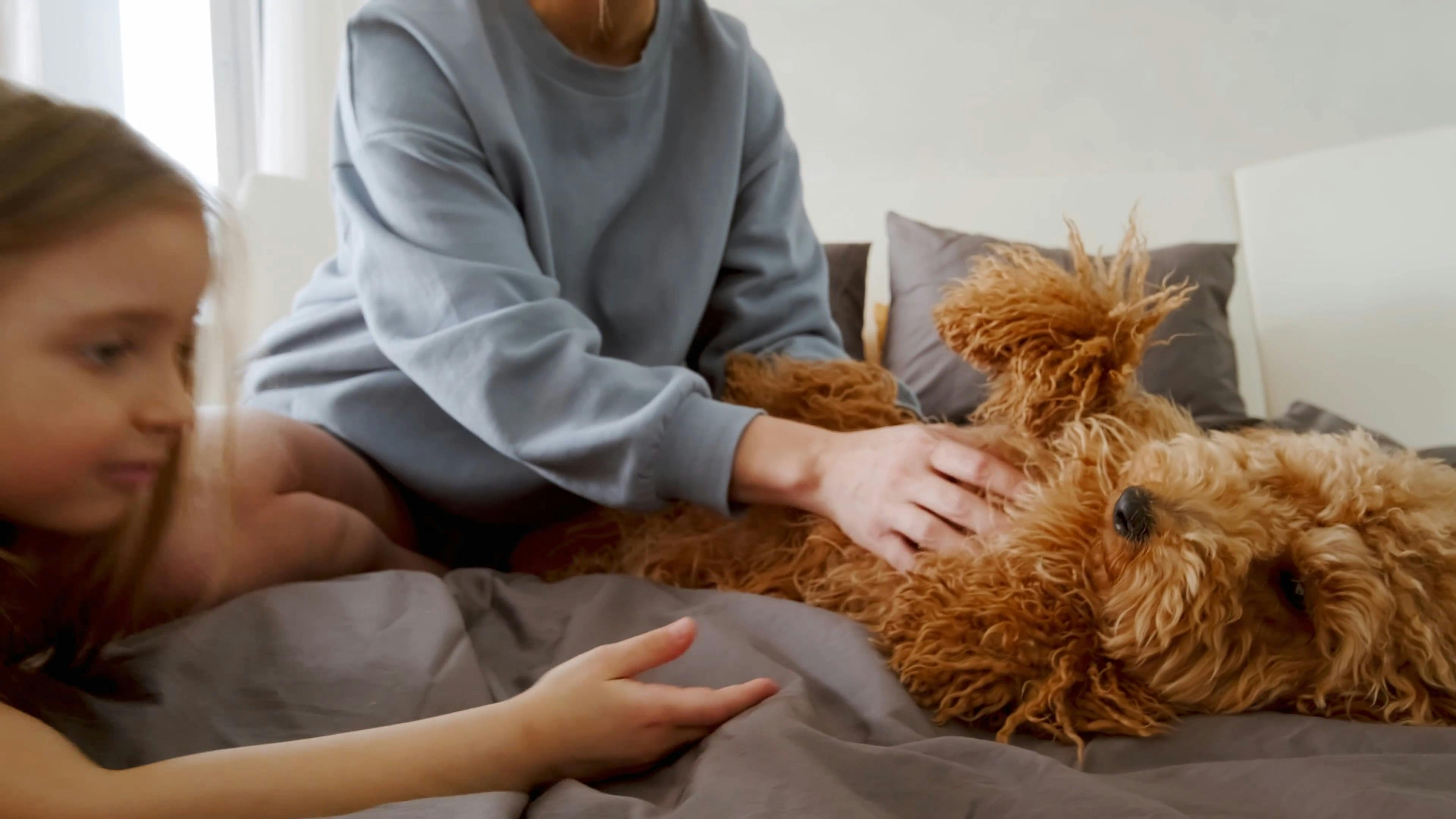 Family Caressing A Dog Free Stock Video Footage, Royalty-Free 4K & HD ...