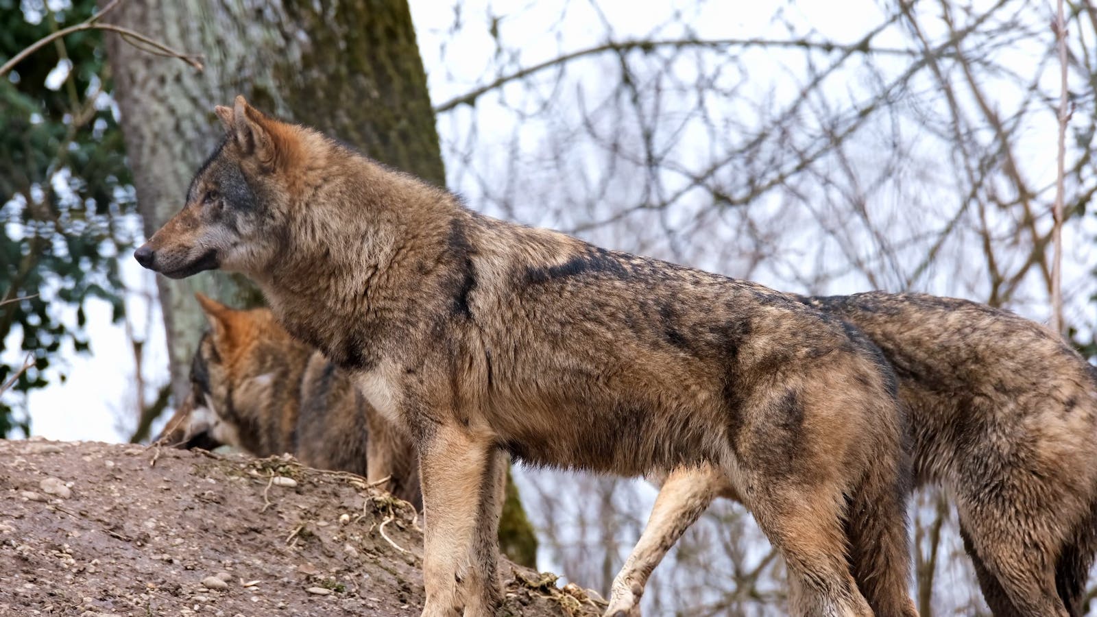 Wolves Videos, Download The BEST Free 4k Stock Video Footage & Wolves ...