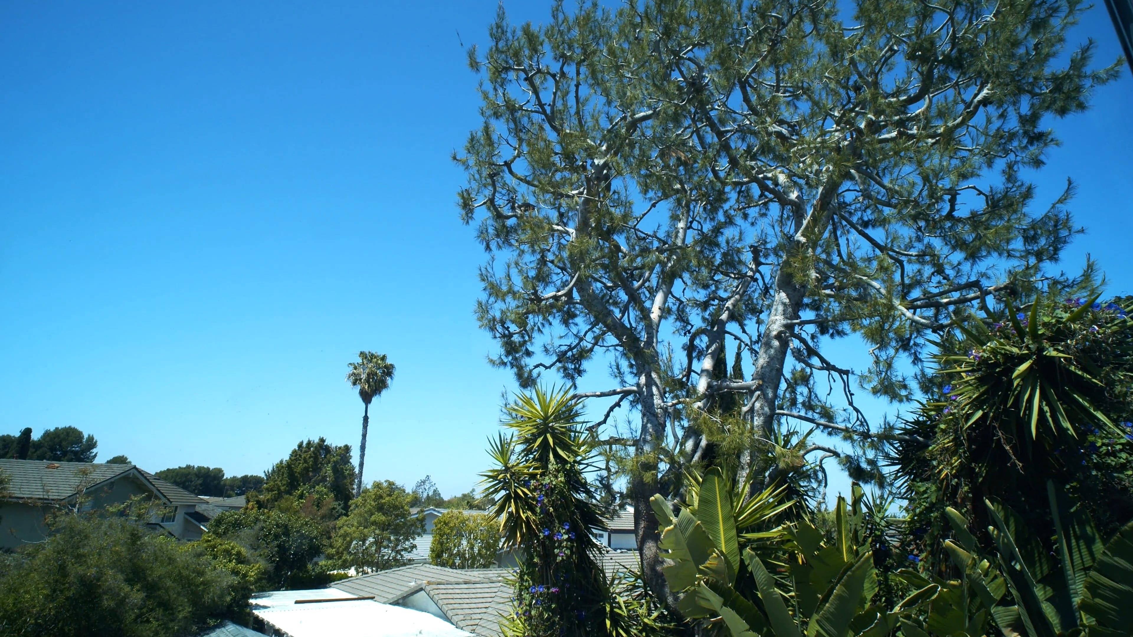 Trees Outside a Window · Free Stock Video