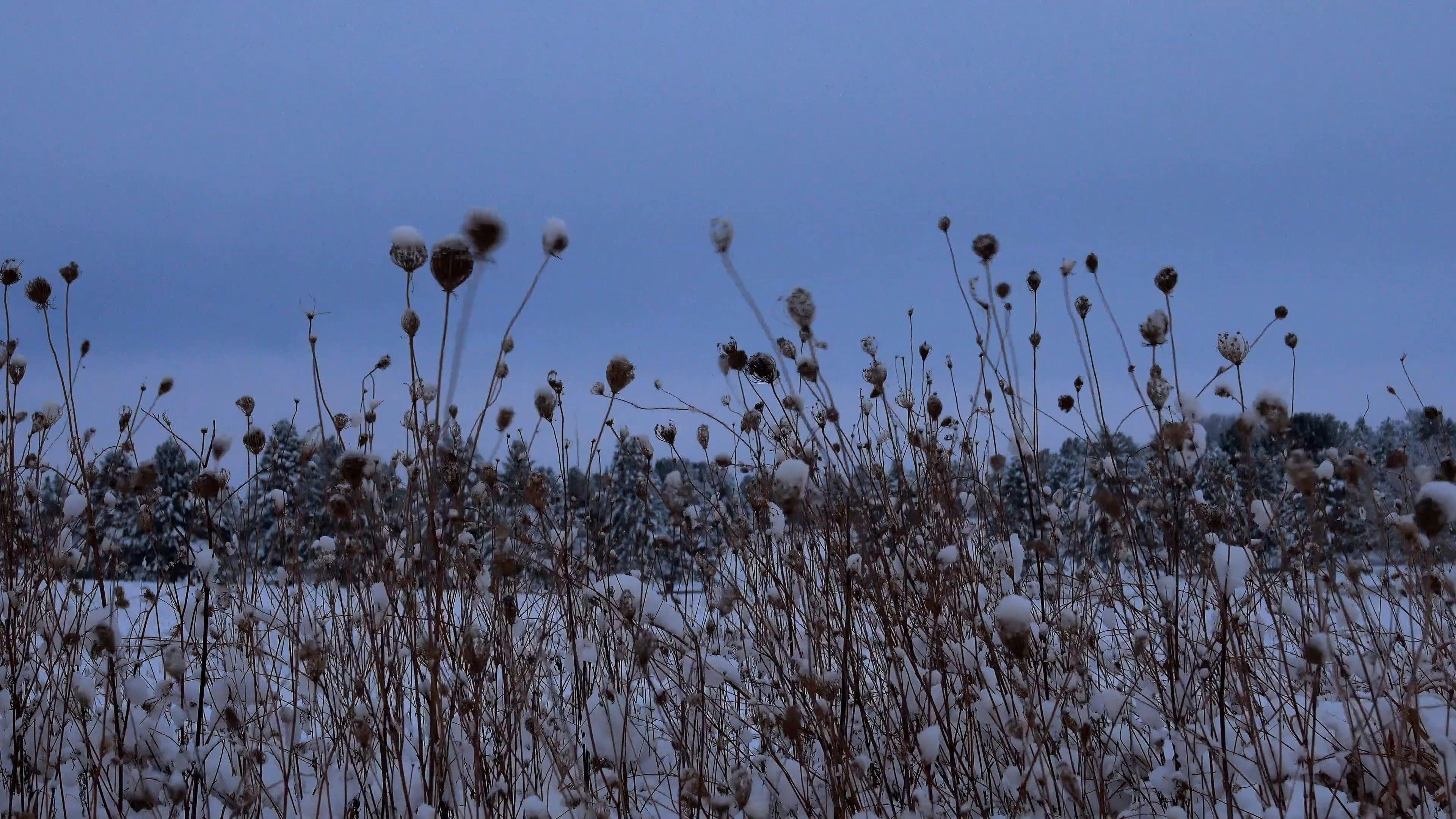 Plants Swaying in the Wind Free Stock Video Footage, Royalty-Free 4K ...
