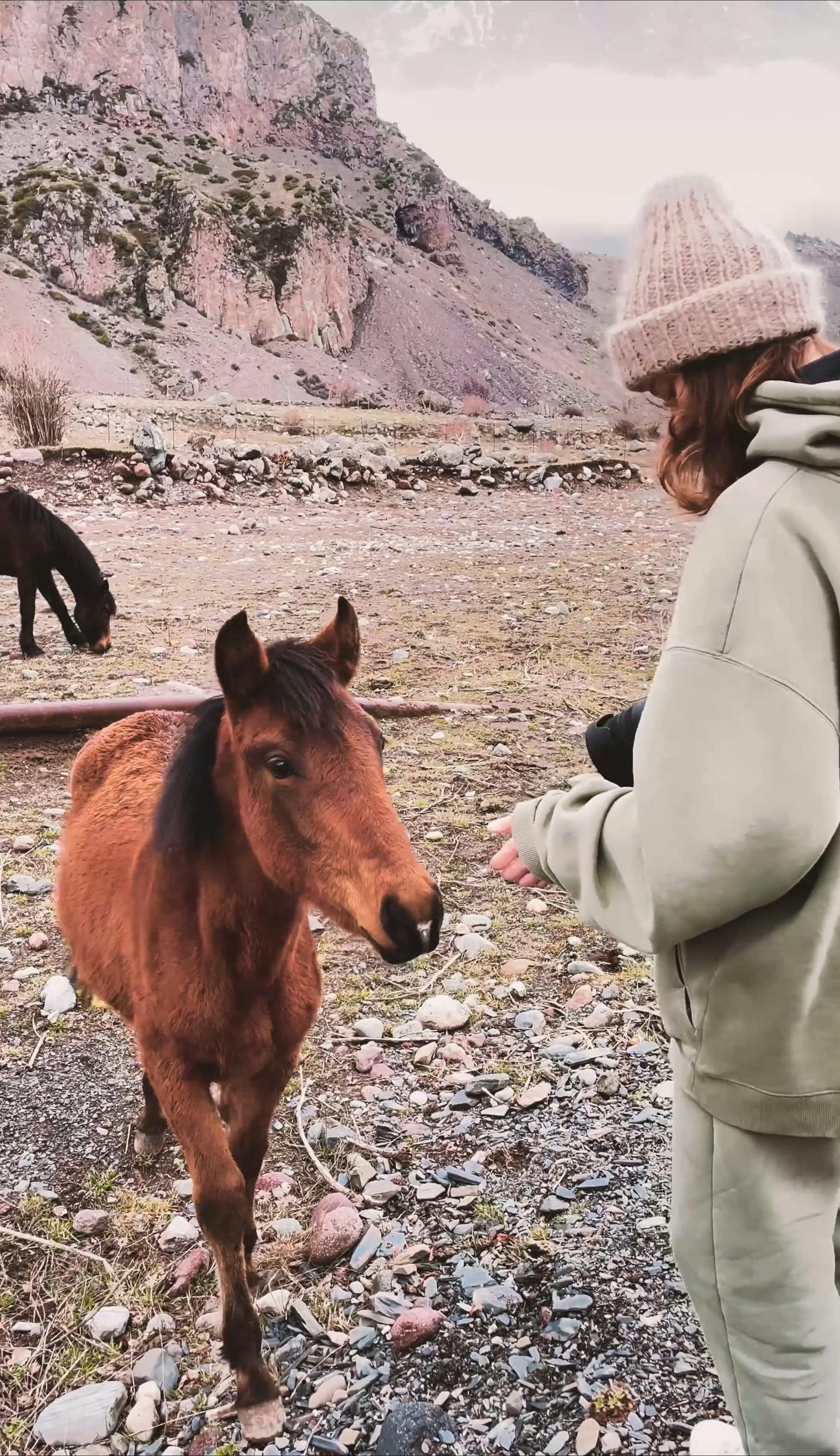 Camera Raw Horse Videos, Download The BEST Free 4k Stock Video Footage ...