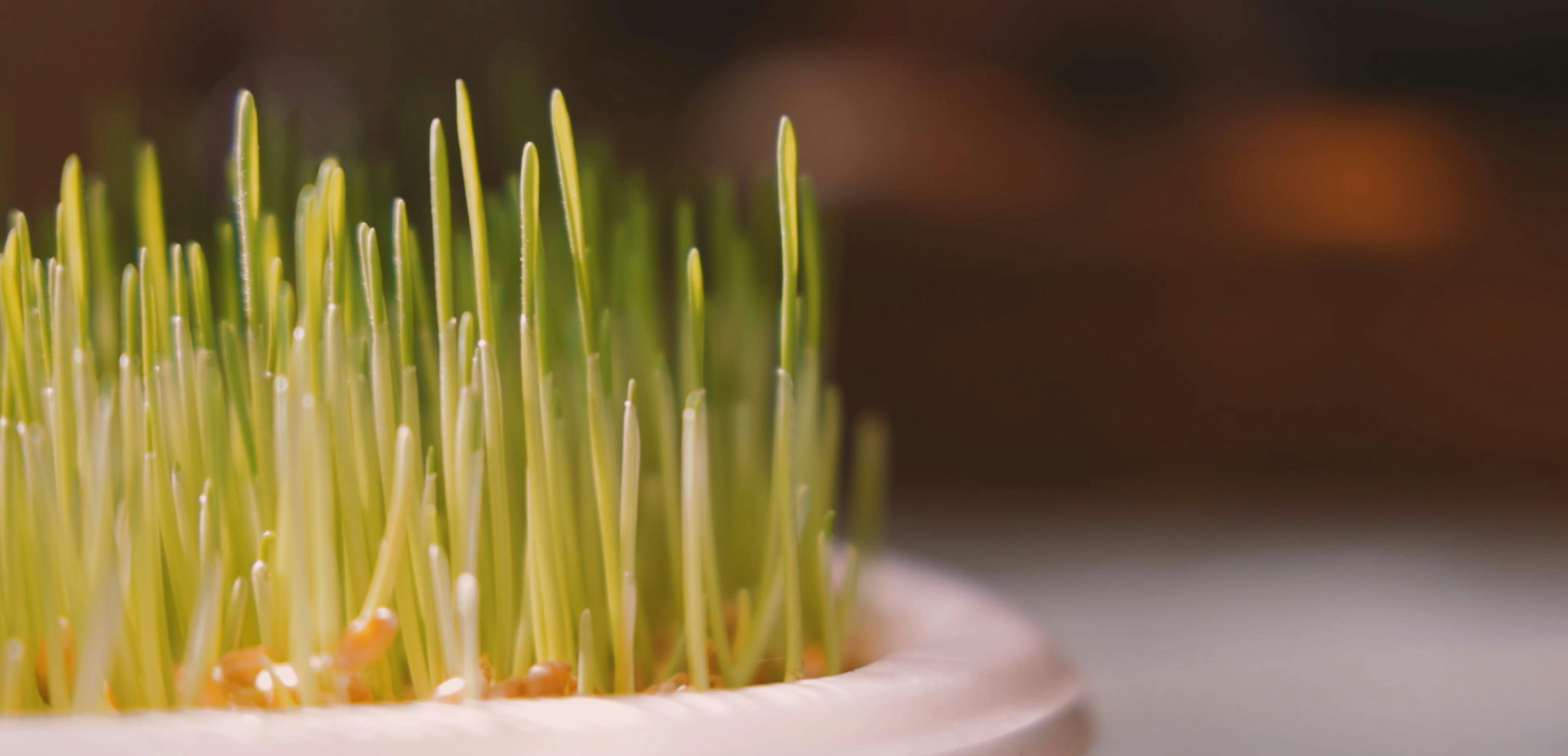 Close-Up Video of a Sprouts Free Stock Video Footage, Royalty-Free 4K ...