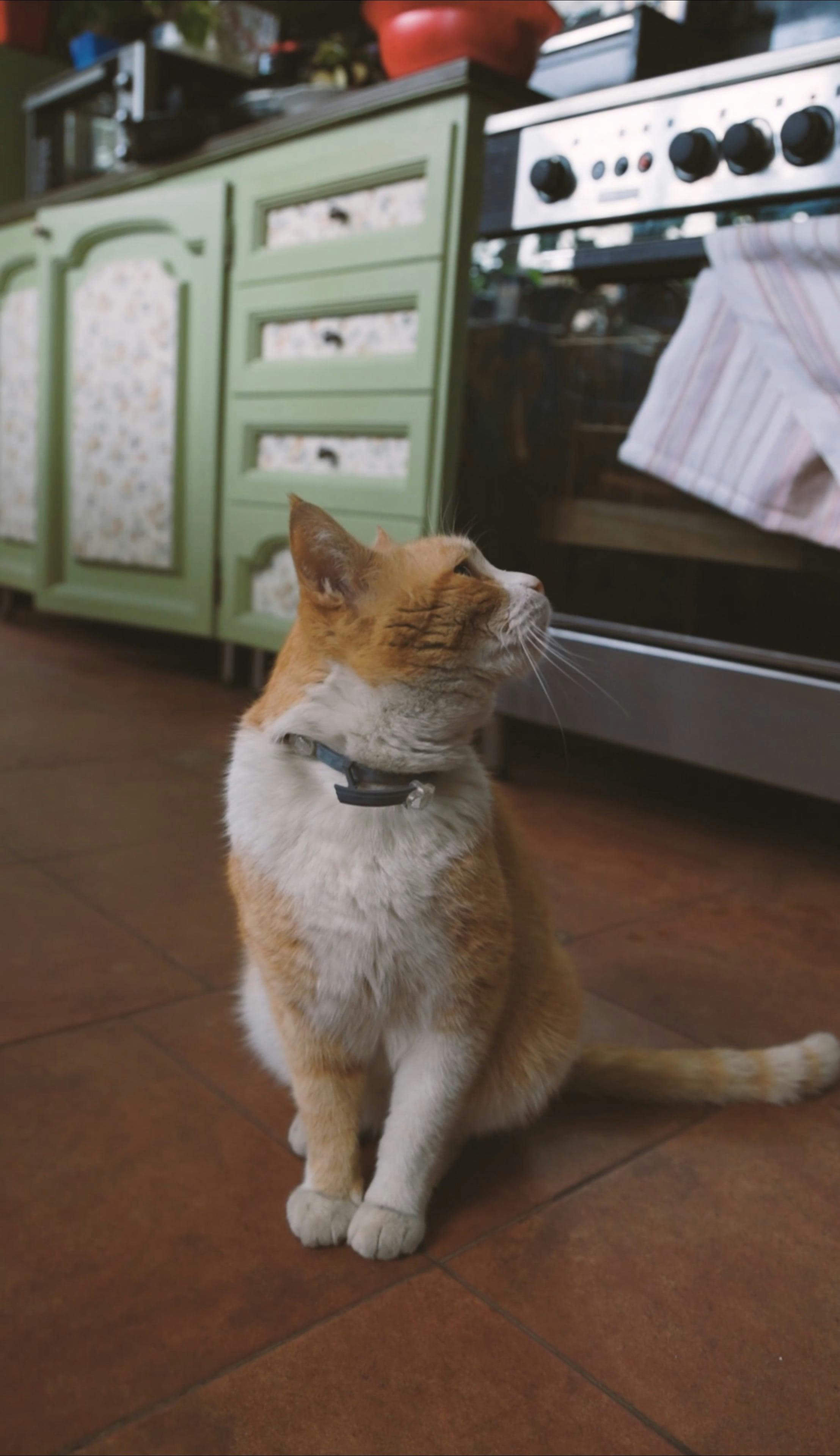 The Full Facial Features Of A Pet Cat Free Stock Video Footage, Royalty ...