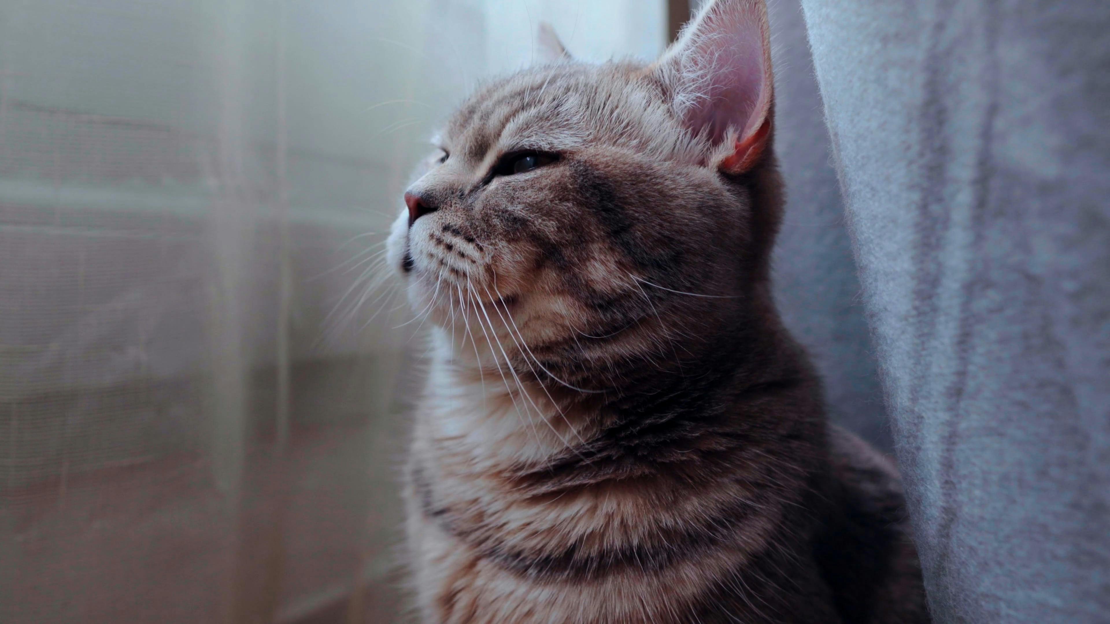 Close-Up View of a Cat · Free Stock Video